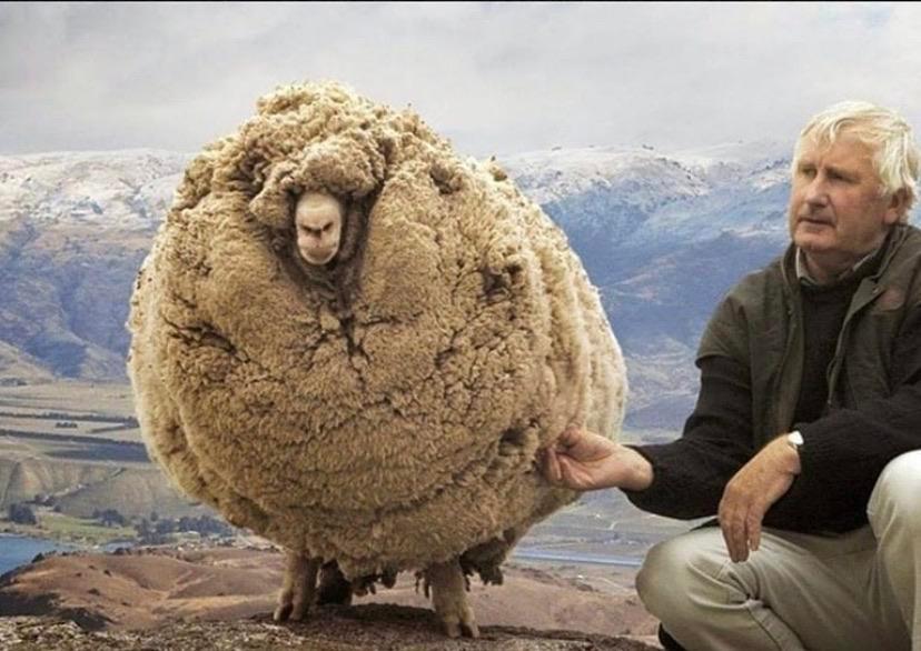 200 food sheep | Scrolller