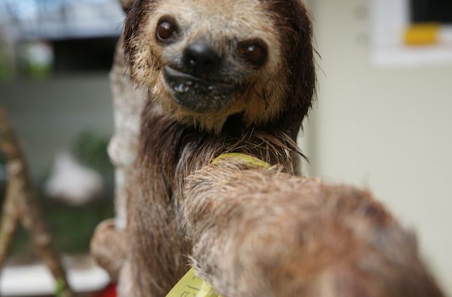 This sloth just took a selfie | Scrolller