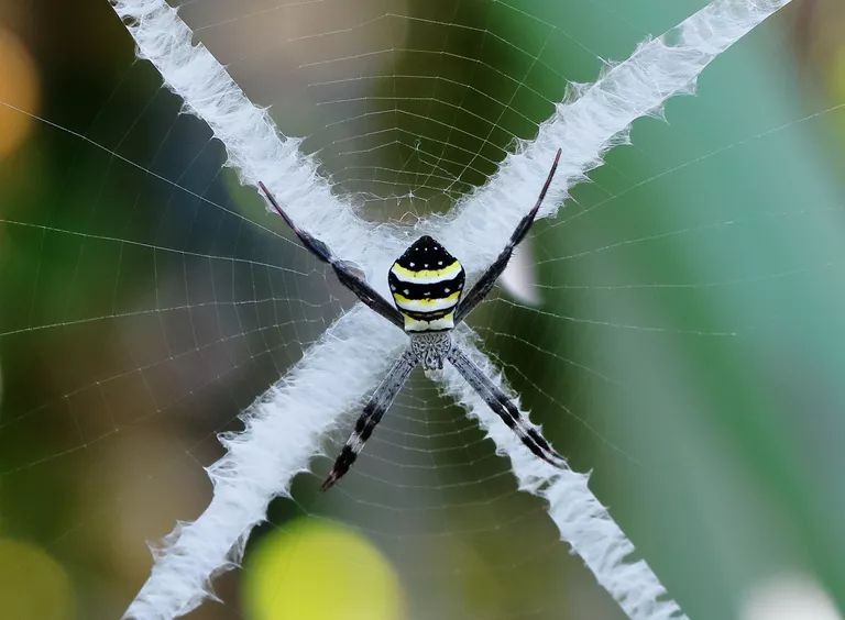 This Spider Makes X Shaped Webs (St. Andrew Cross Spider) | Scrolller