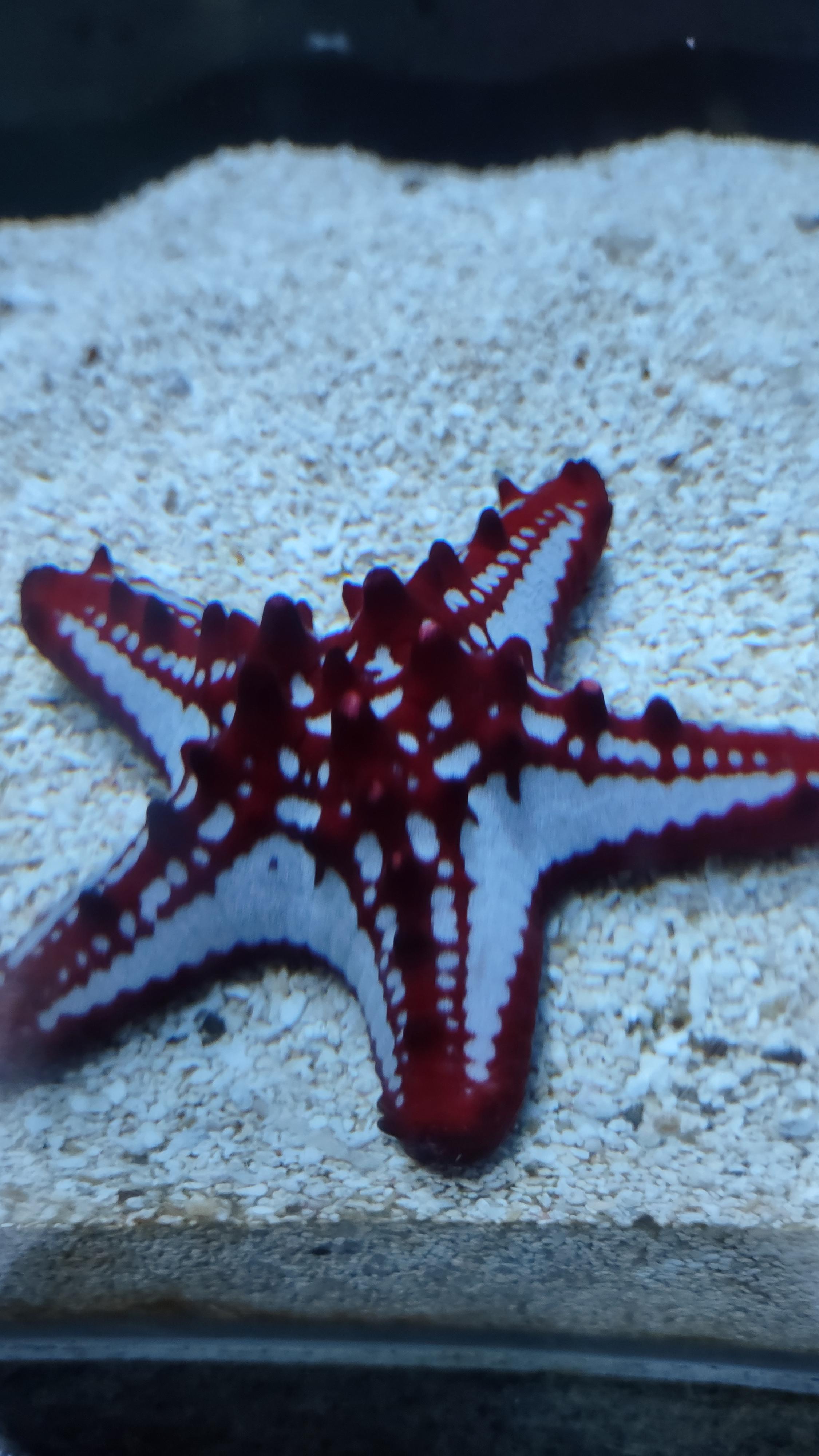 This starfish looks like it's made by the devil for you to get in touch ... This starfish looks like it's made by the devil for you to get in touch ...