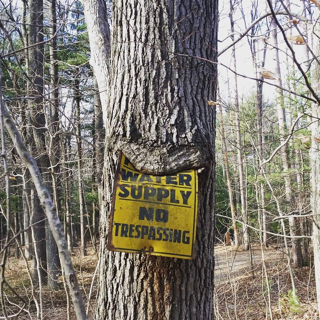 This tree cares not for your rules. | Scrolller