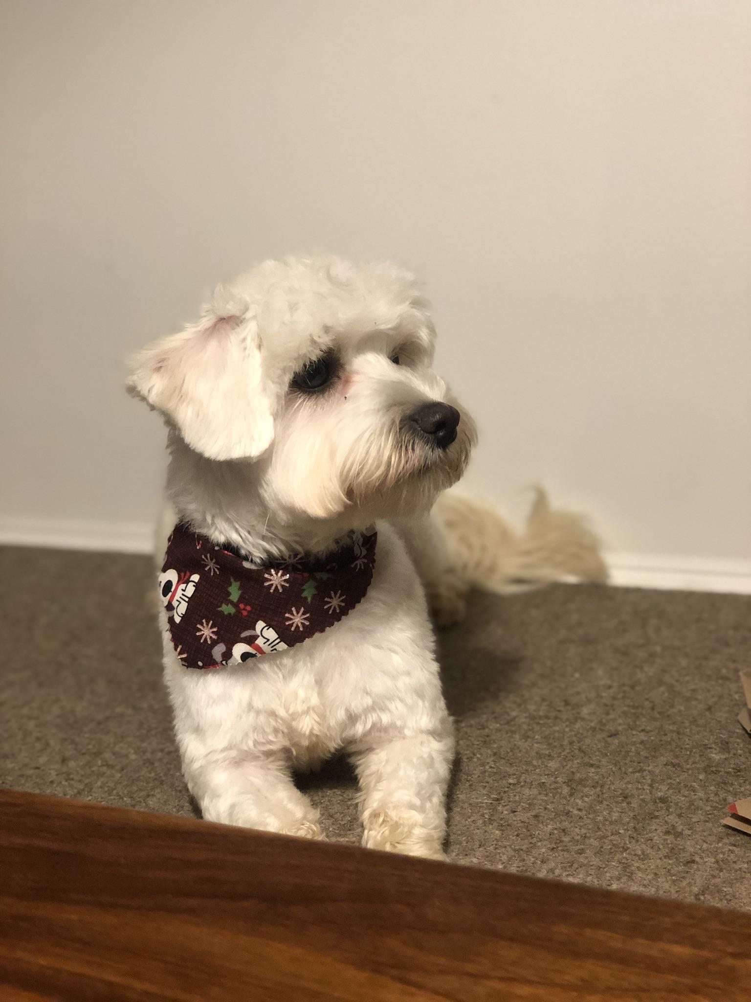 Thomas (1.5 years) looking dapper after a grooming | Scrolller