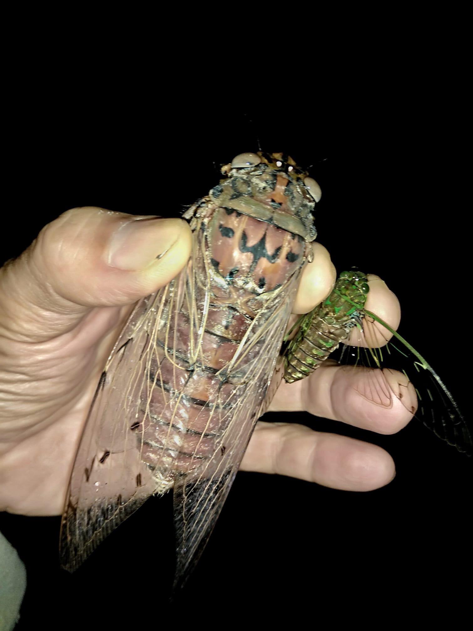 Those cicadas size comparison | Scrolller