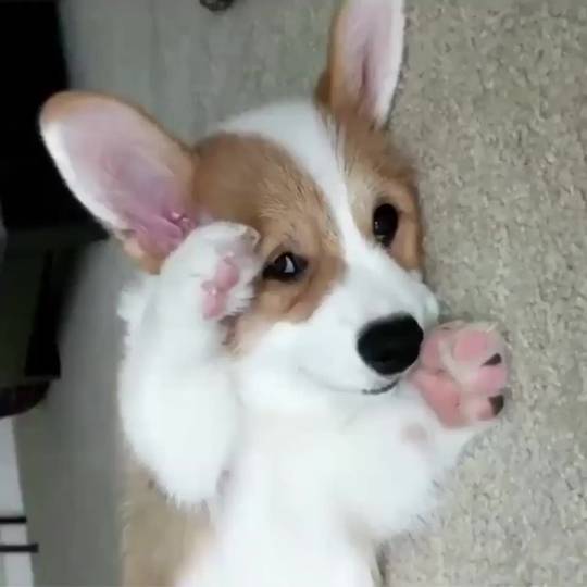 Those pink paws | Scrolller