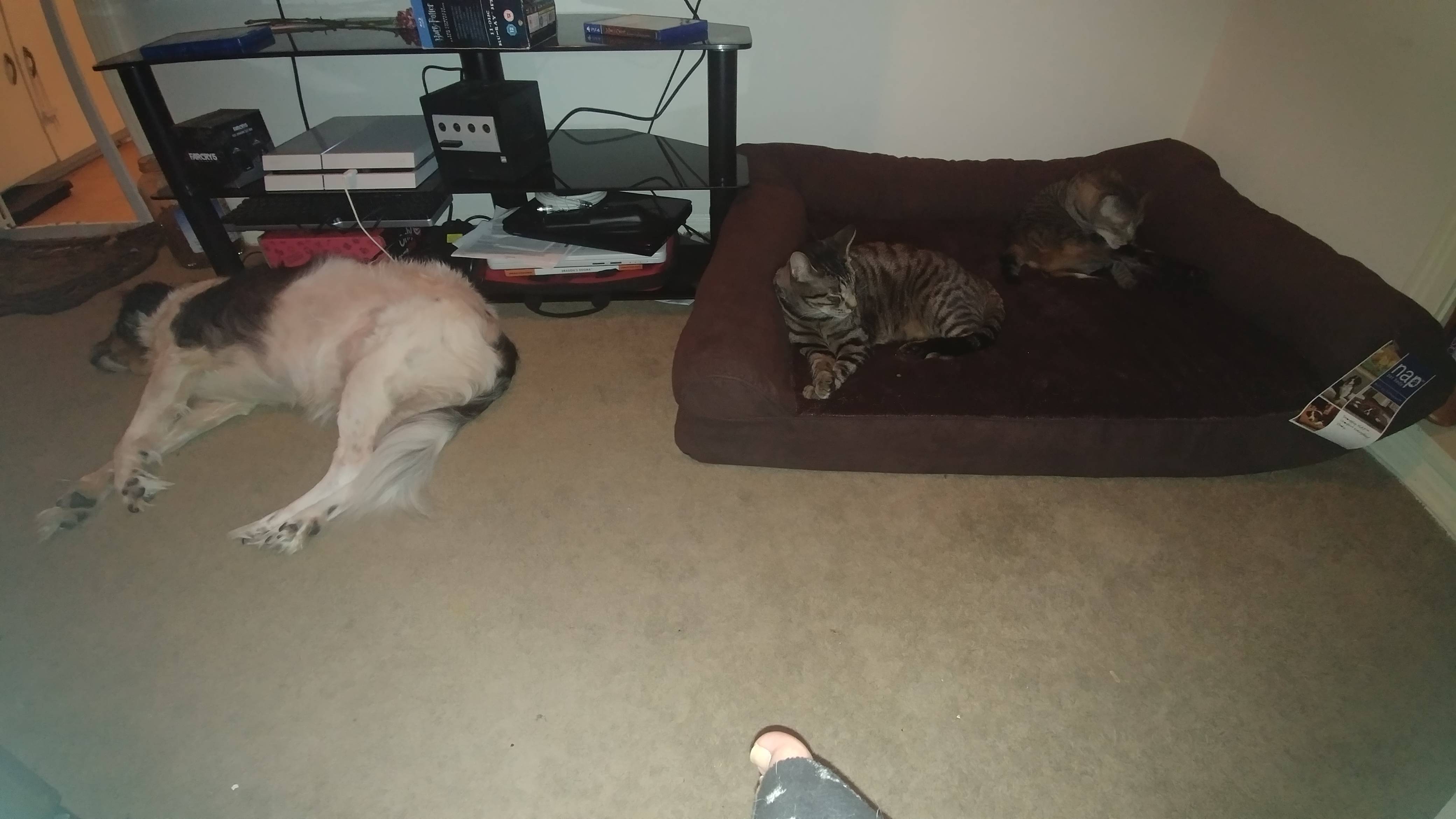 Those two cats don't even like each other. Poor old lady didn't even have her bed three hours ...
