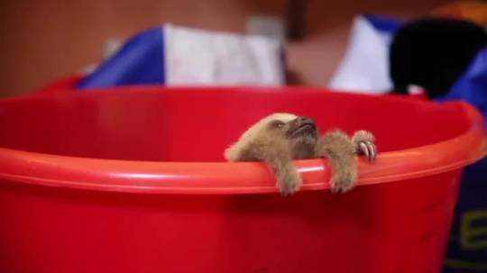 Thought you guys would like this. Meet Hope, a rescued sloth from the ...