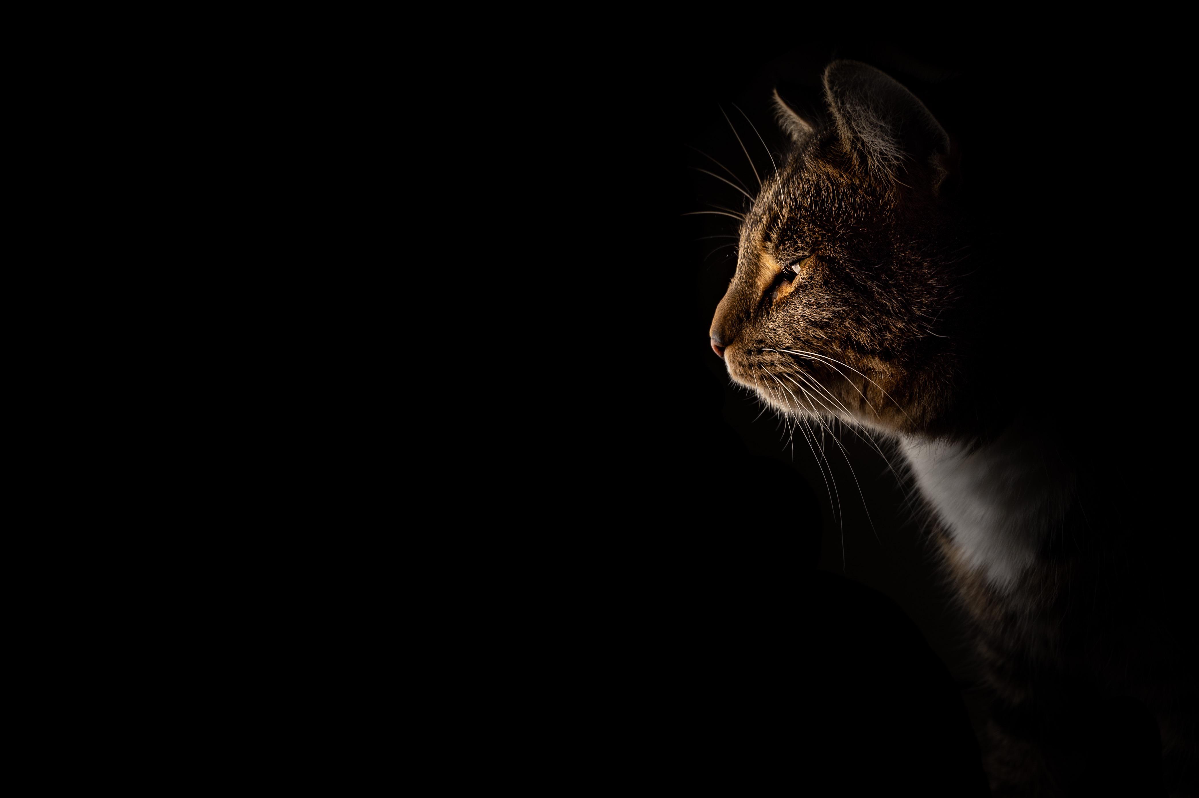 Thoughtful Tom | Scrolller