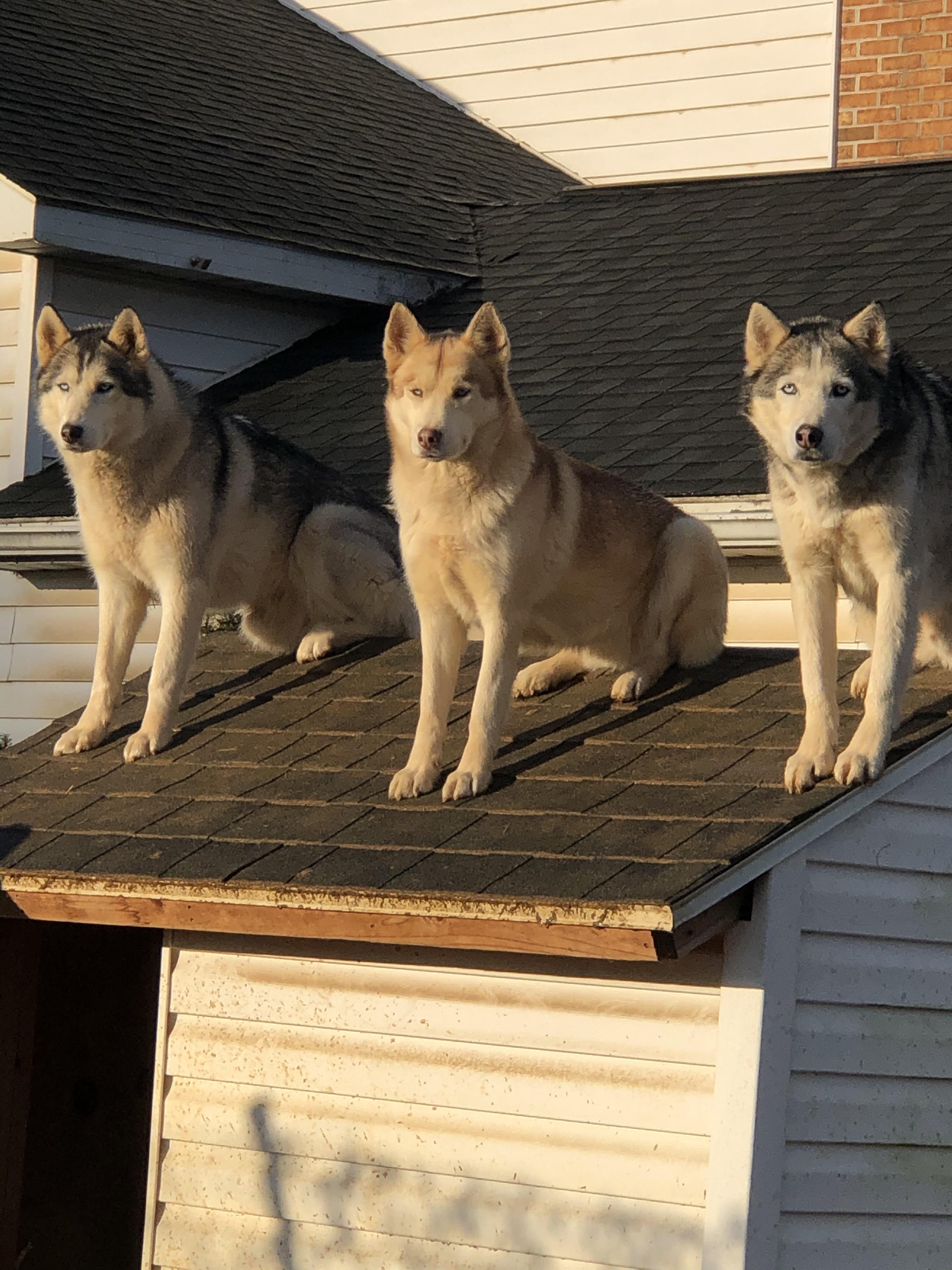 Three Amigos | Scrolller