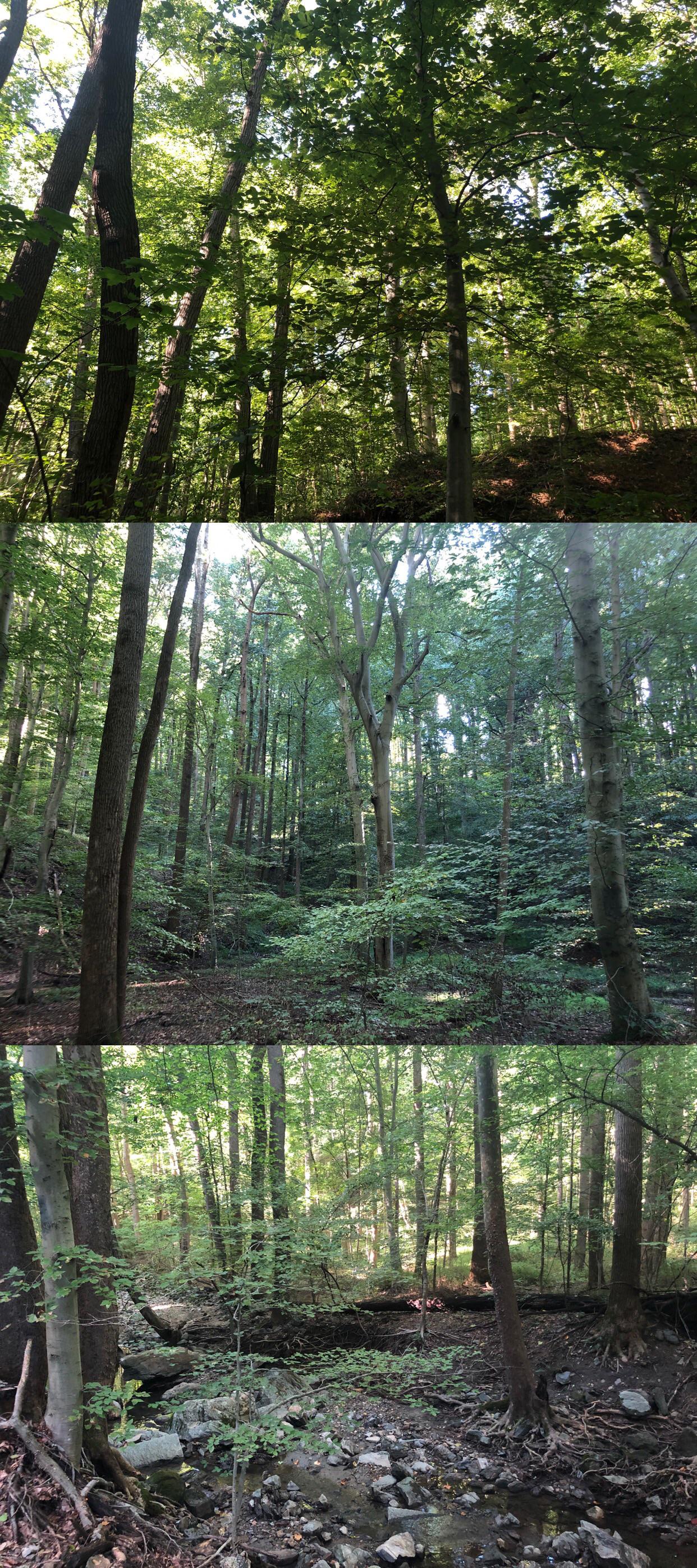 Three Forest Pics | Scrolller