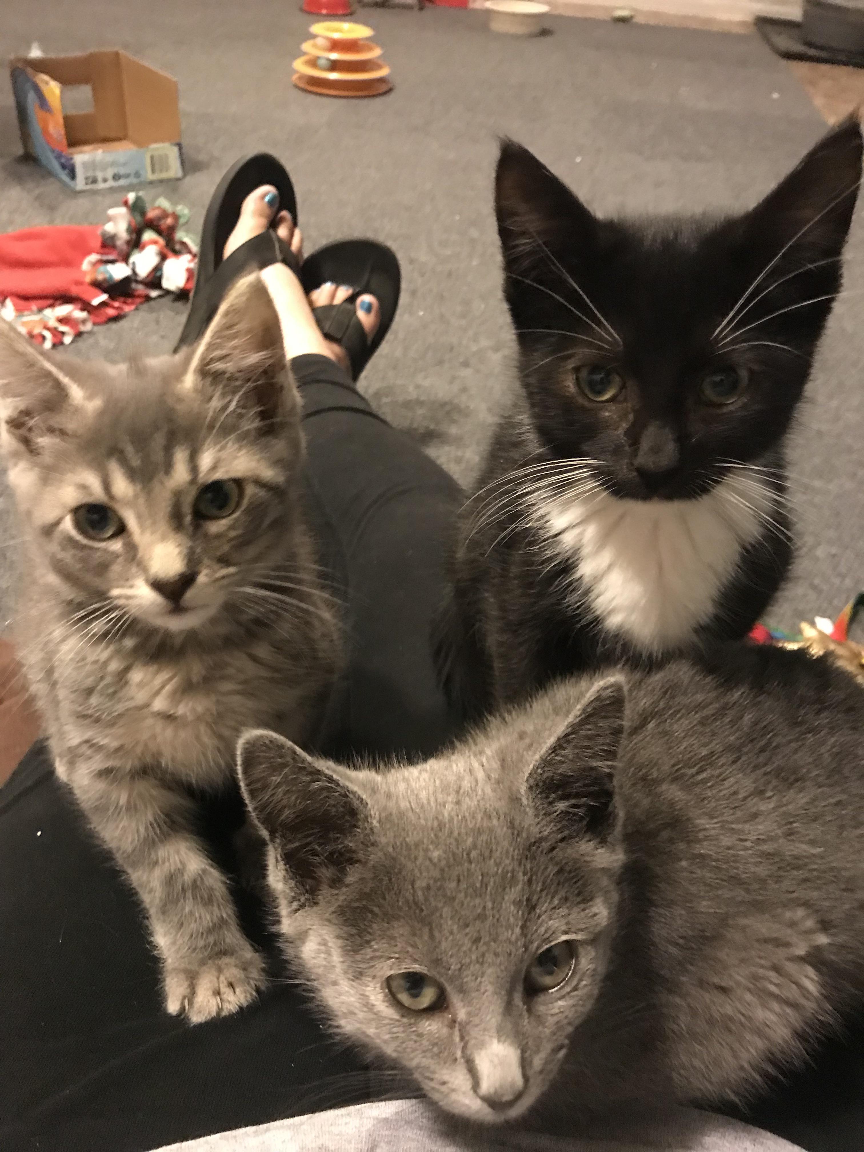Three of the five foster kittens | Scrolller