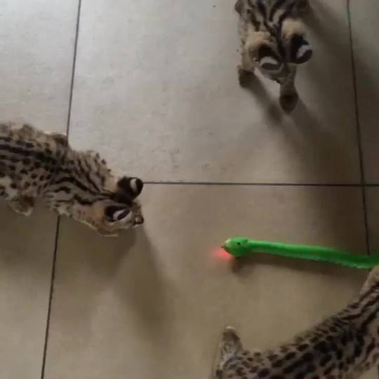 Three tiny Servals. One ferocious snek. | Scrolller