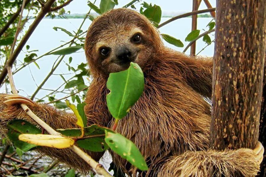 Three toed sloth | Scrolller