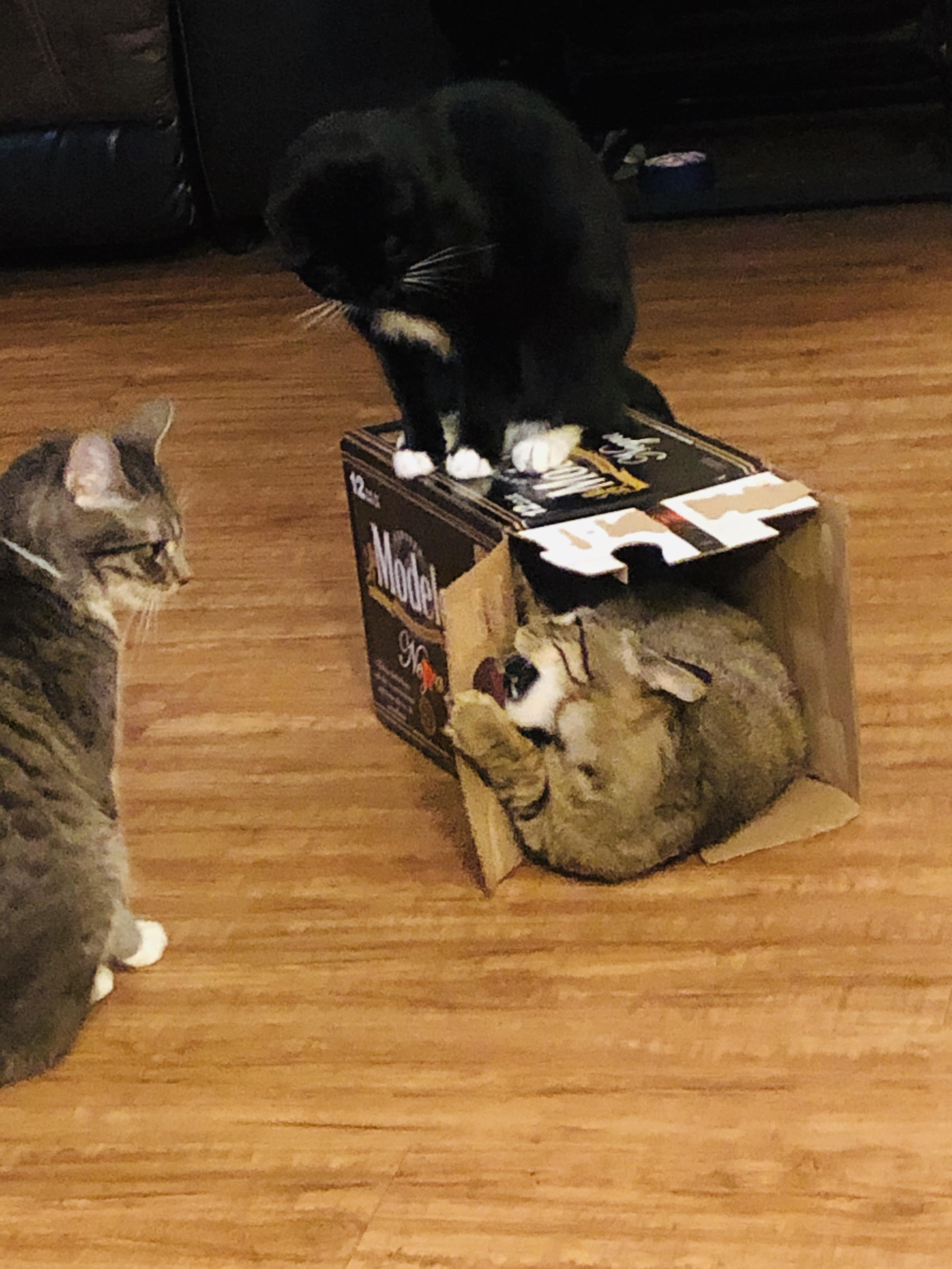 Throuple trap! | Scrolller