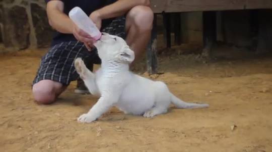 Tiger Creek Wildlife Refuge just got Luna, a 7 week old White African Lion. | Scrolller