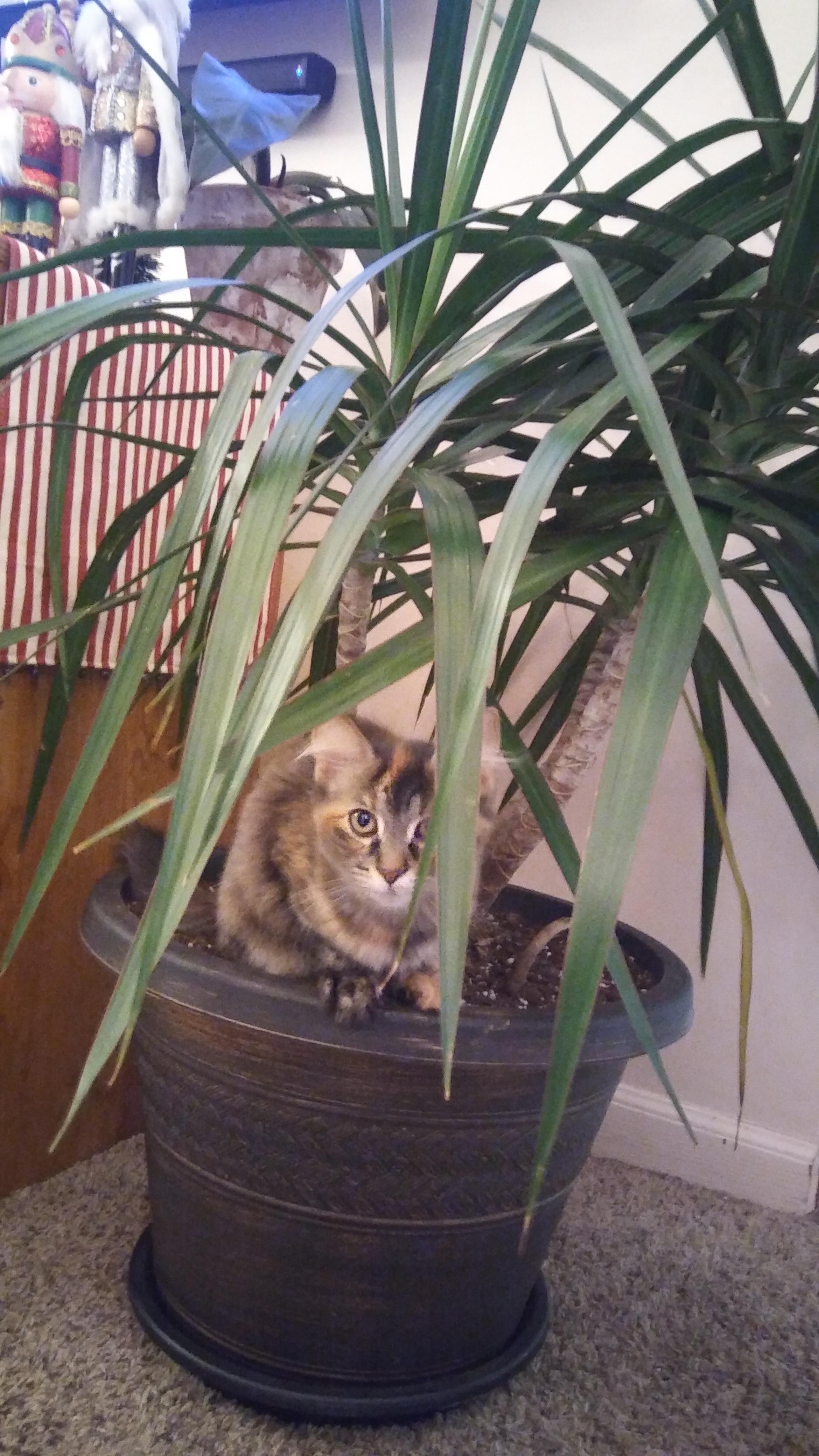 Tiger lilies are coming along great yall! | Scrolller