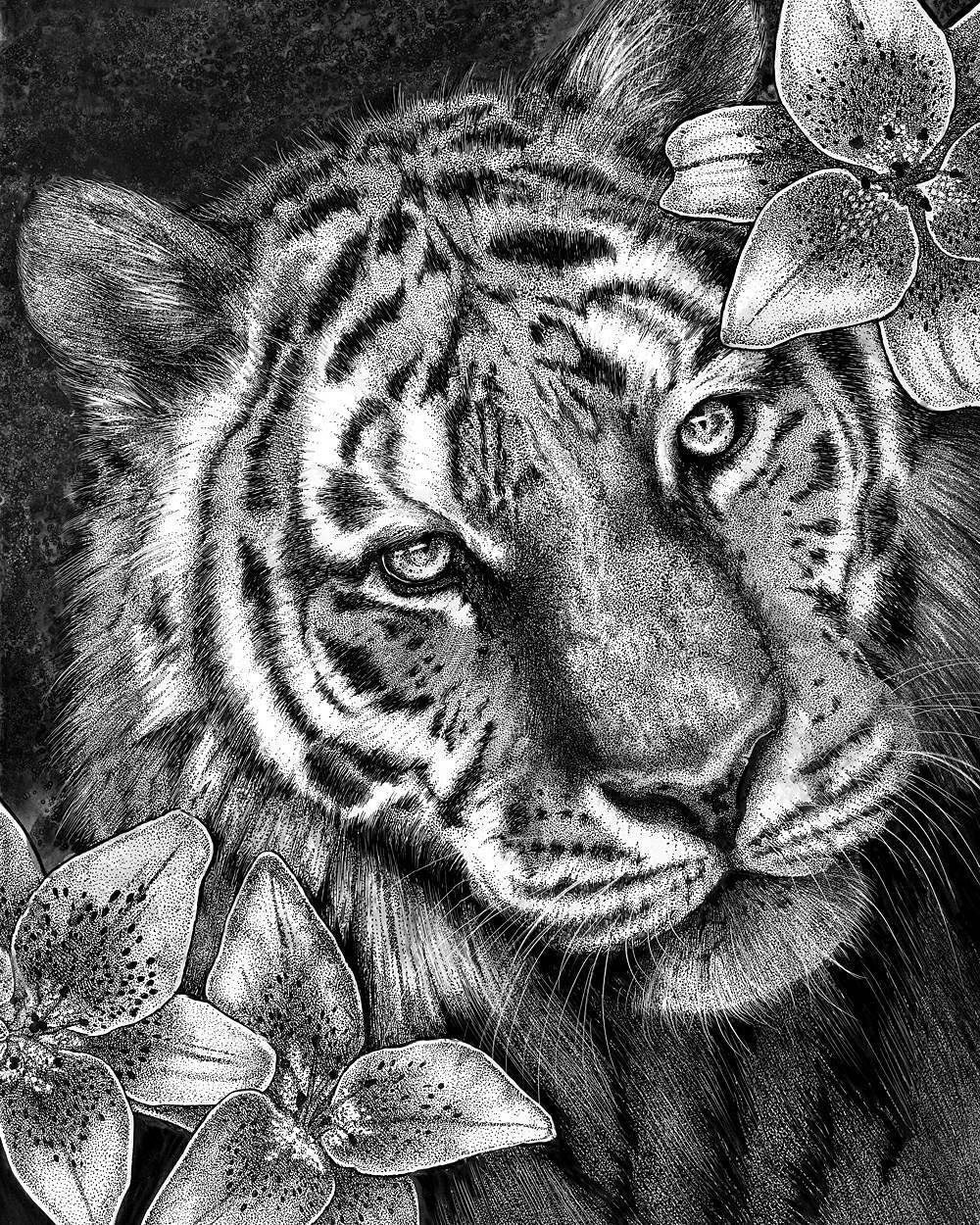 Tiger with Lilies, Ink on Clayboard | Scrolller