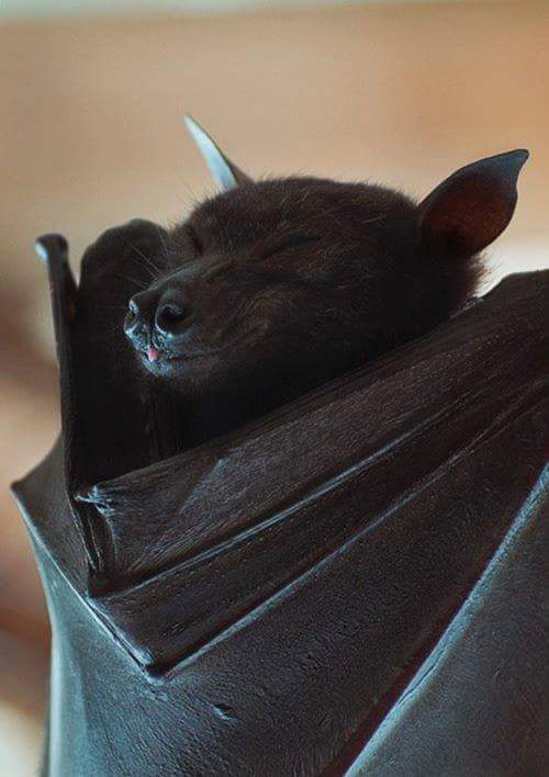 Tiny bat blup | Scrolller