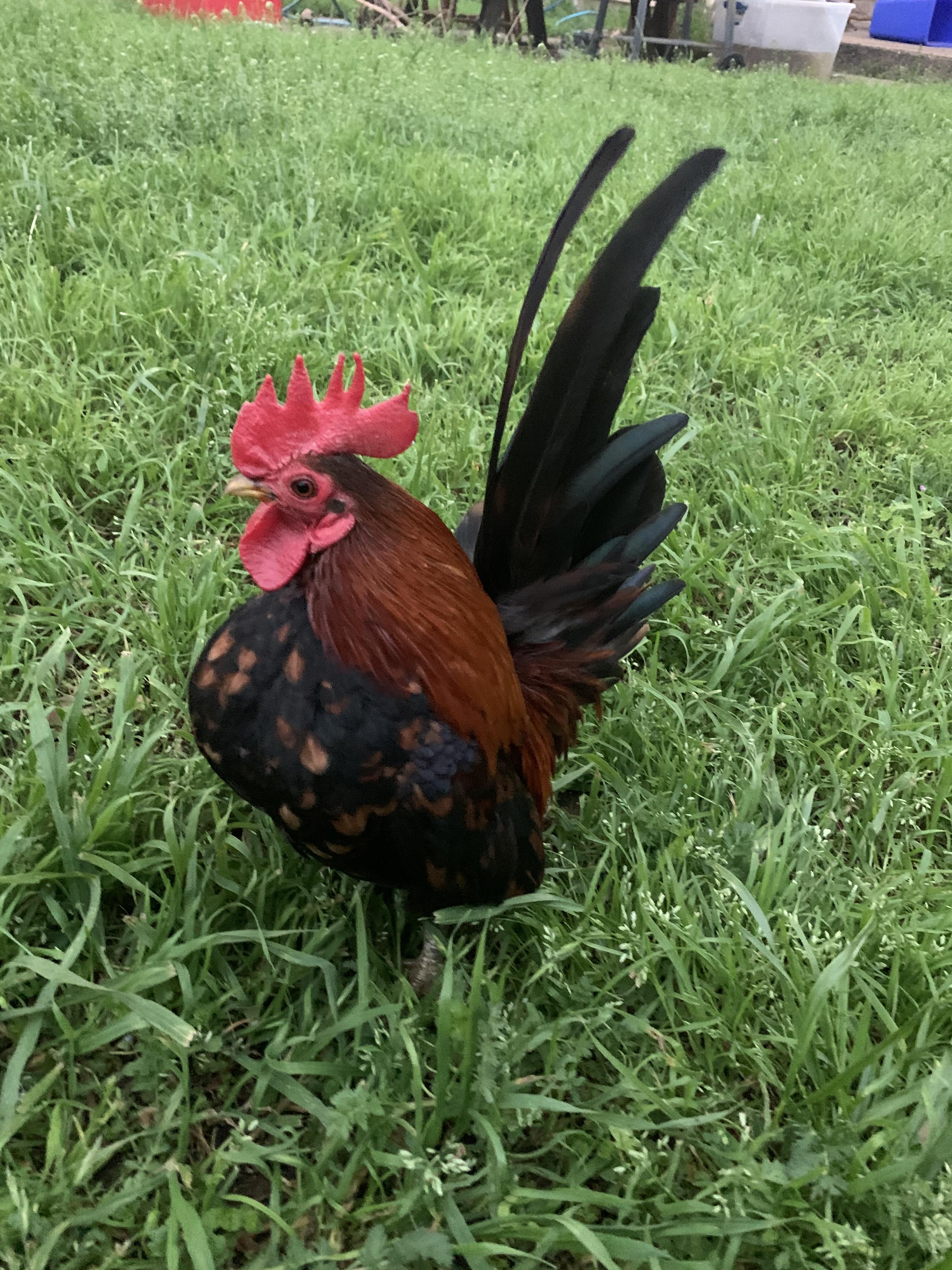 Tiny But Mighty | Scrolller