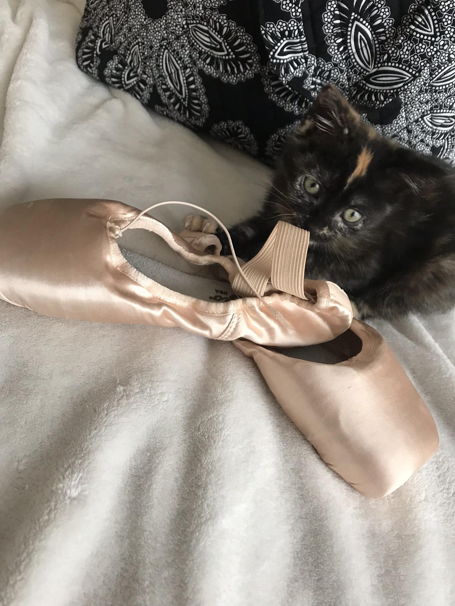 tiny dancer | Scrolller