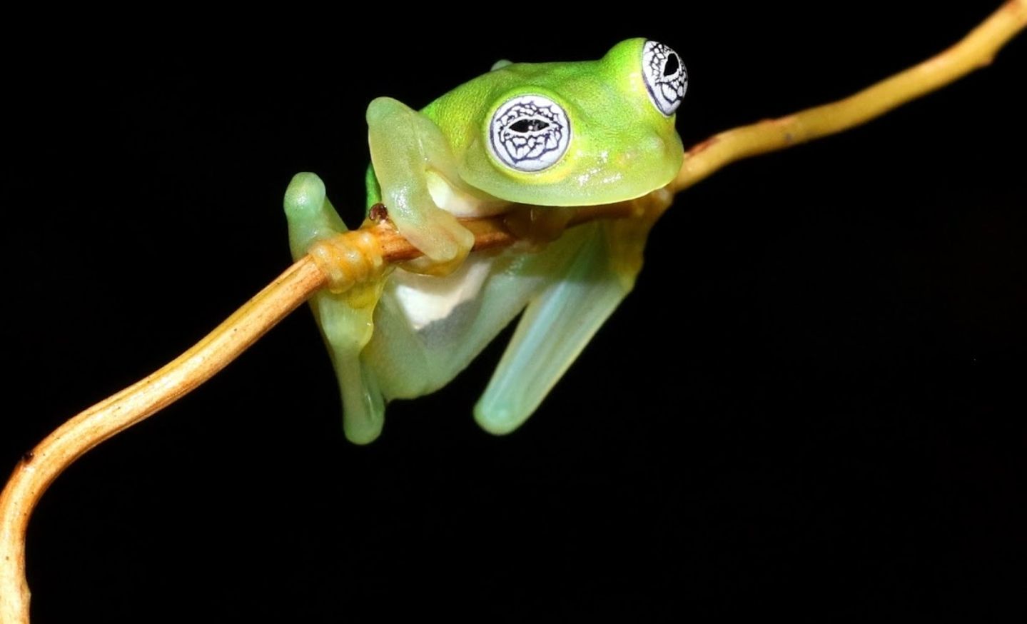 Tiny glass frog | Scrolller