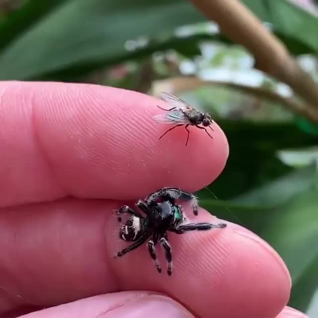 Tiny jumping spider pouncing on its prey | Scrolller