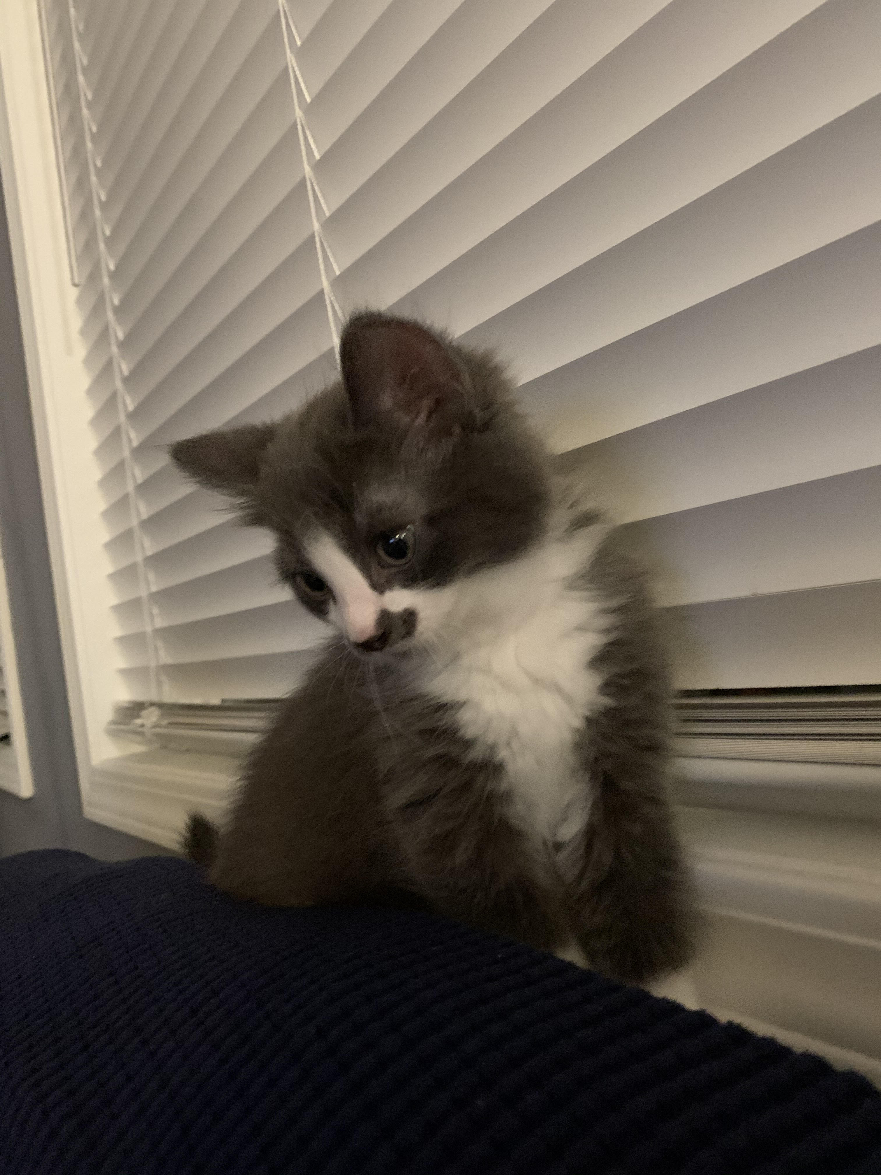 Tiny kitler 🐾 | Scrolller