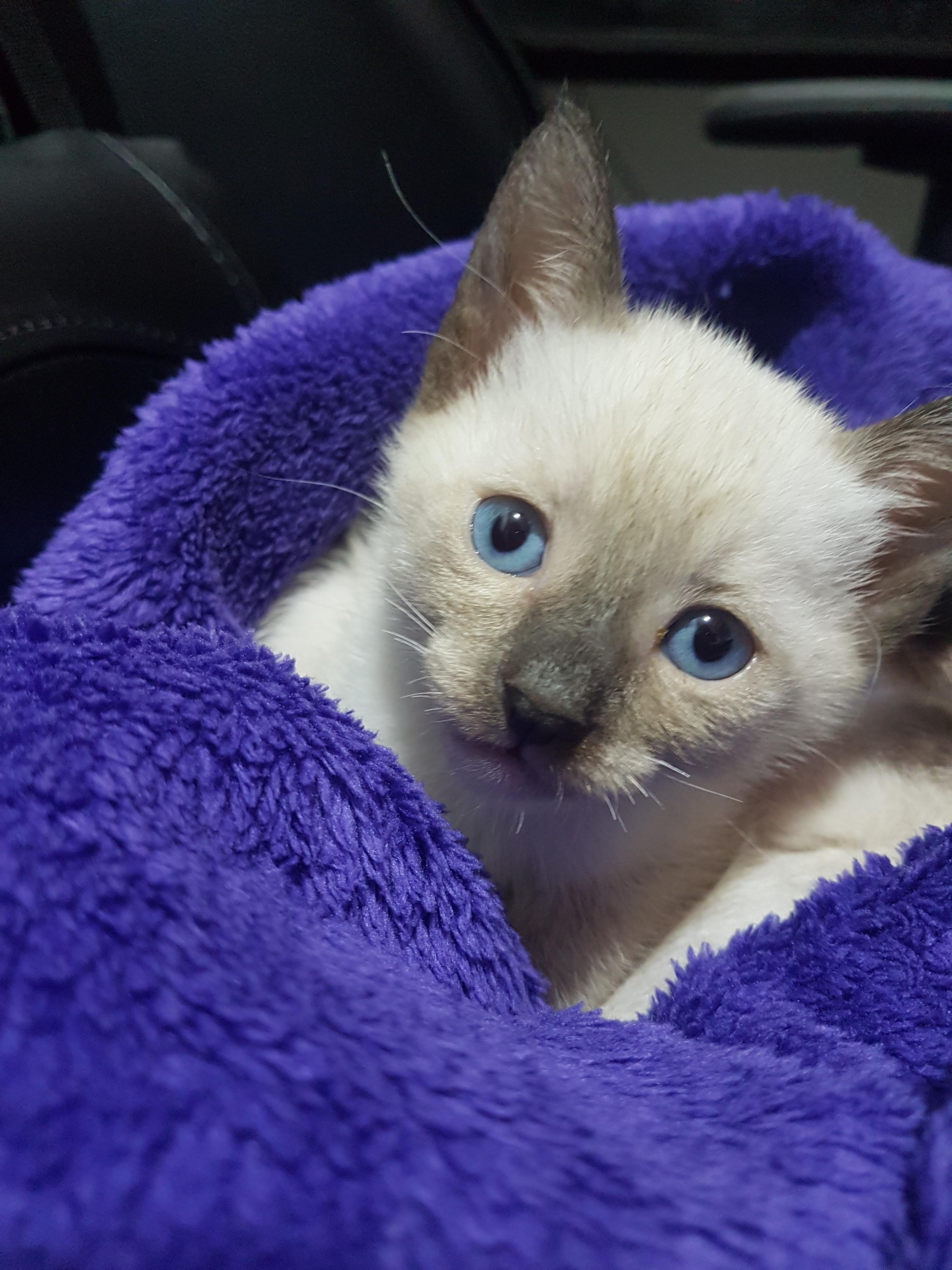 Tiny Meezer keeping me company while I'm working from home. Best ...