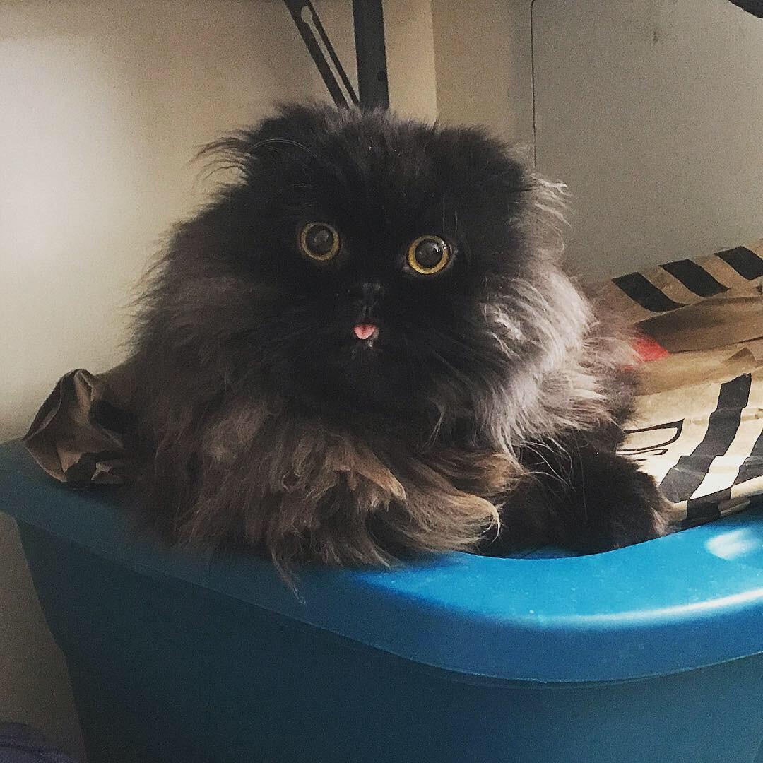 Tiny mlem | Scrolller