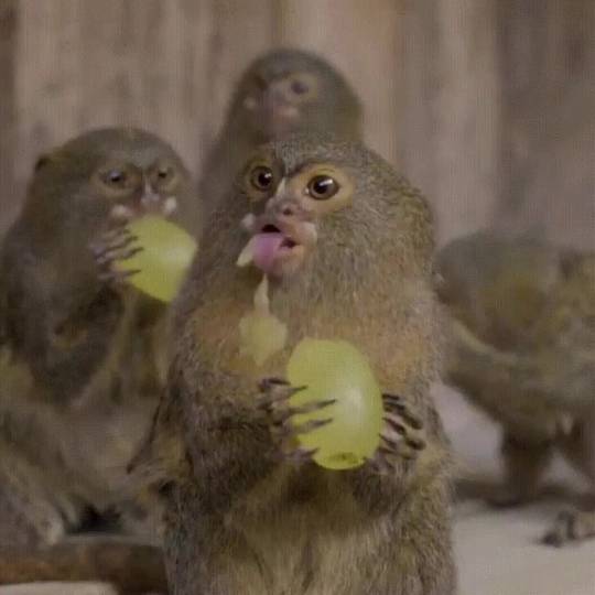 Tiny monkeys eating grapes | Scrolller