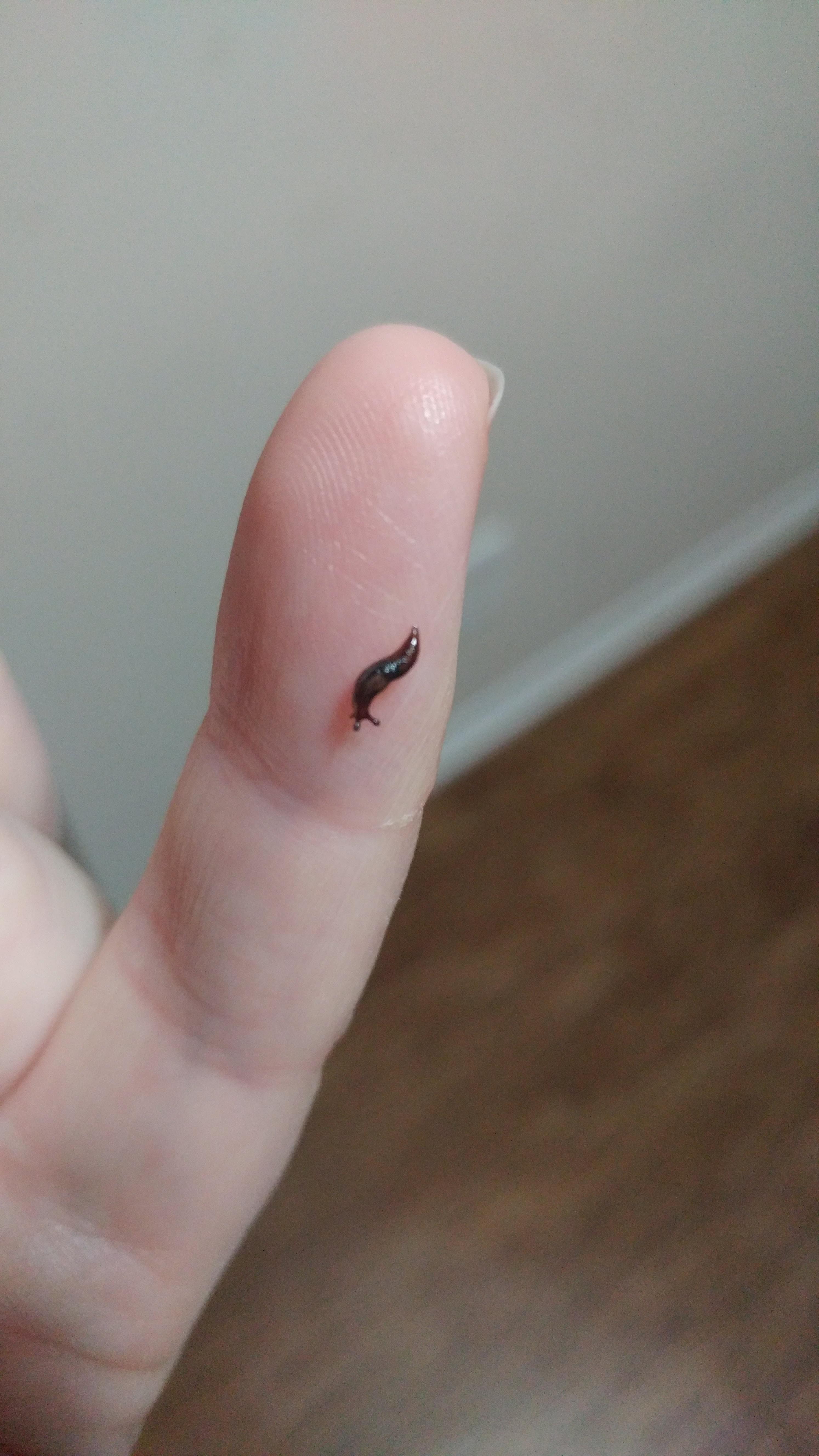 Tiny Slug | Scrolller