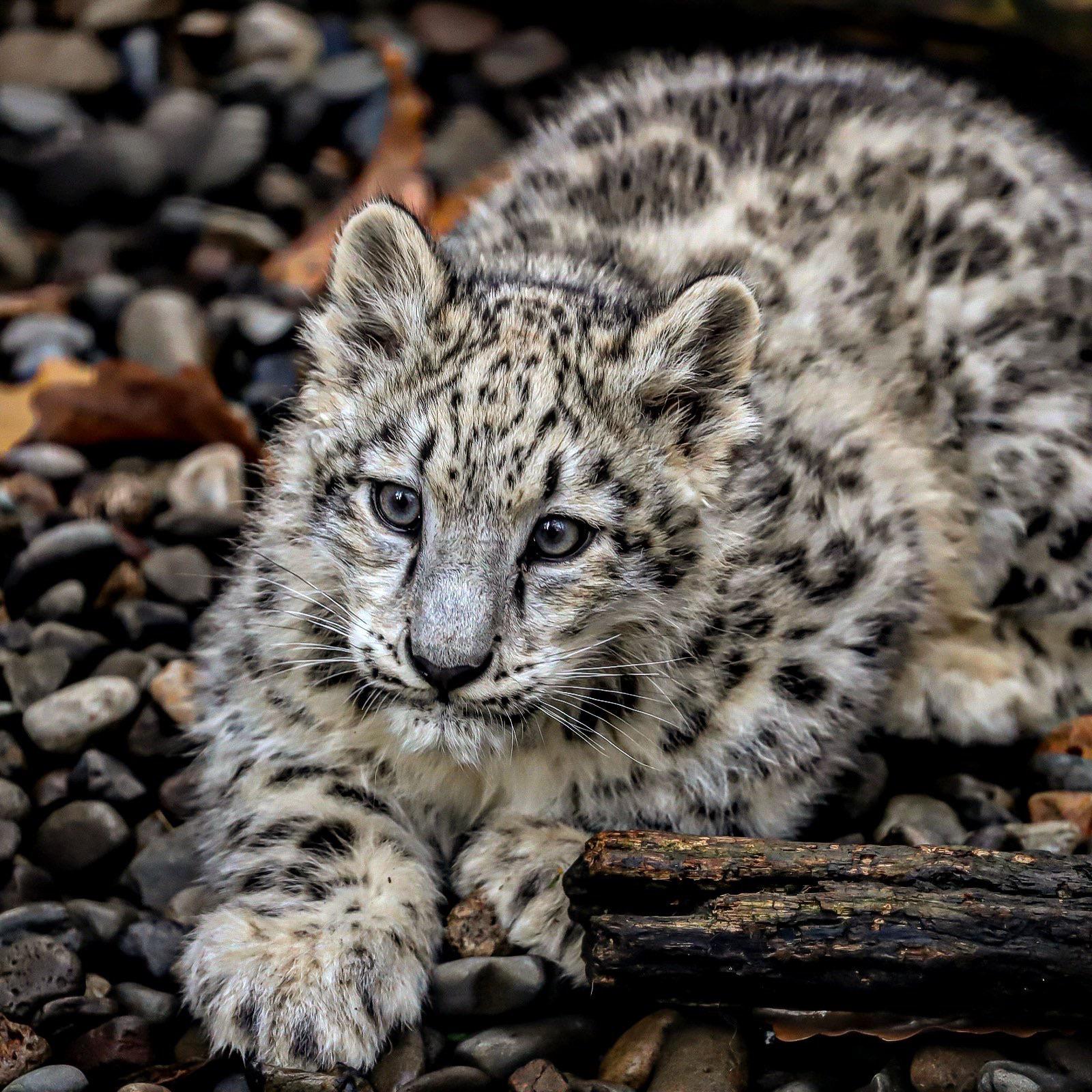 Tiny snow leopard cub | Scrolller