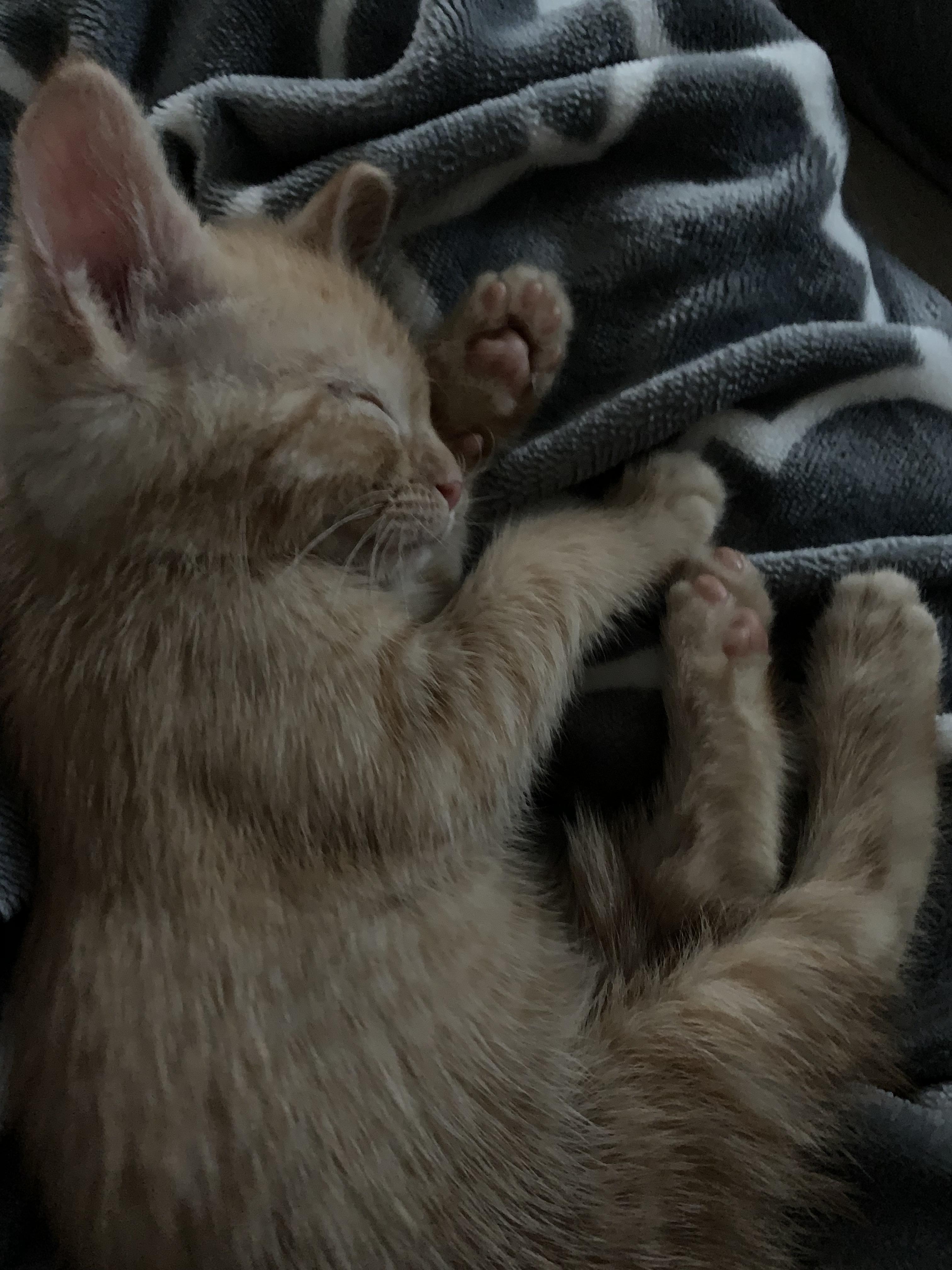 Tiny TINY toe beans | Scrolller