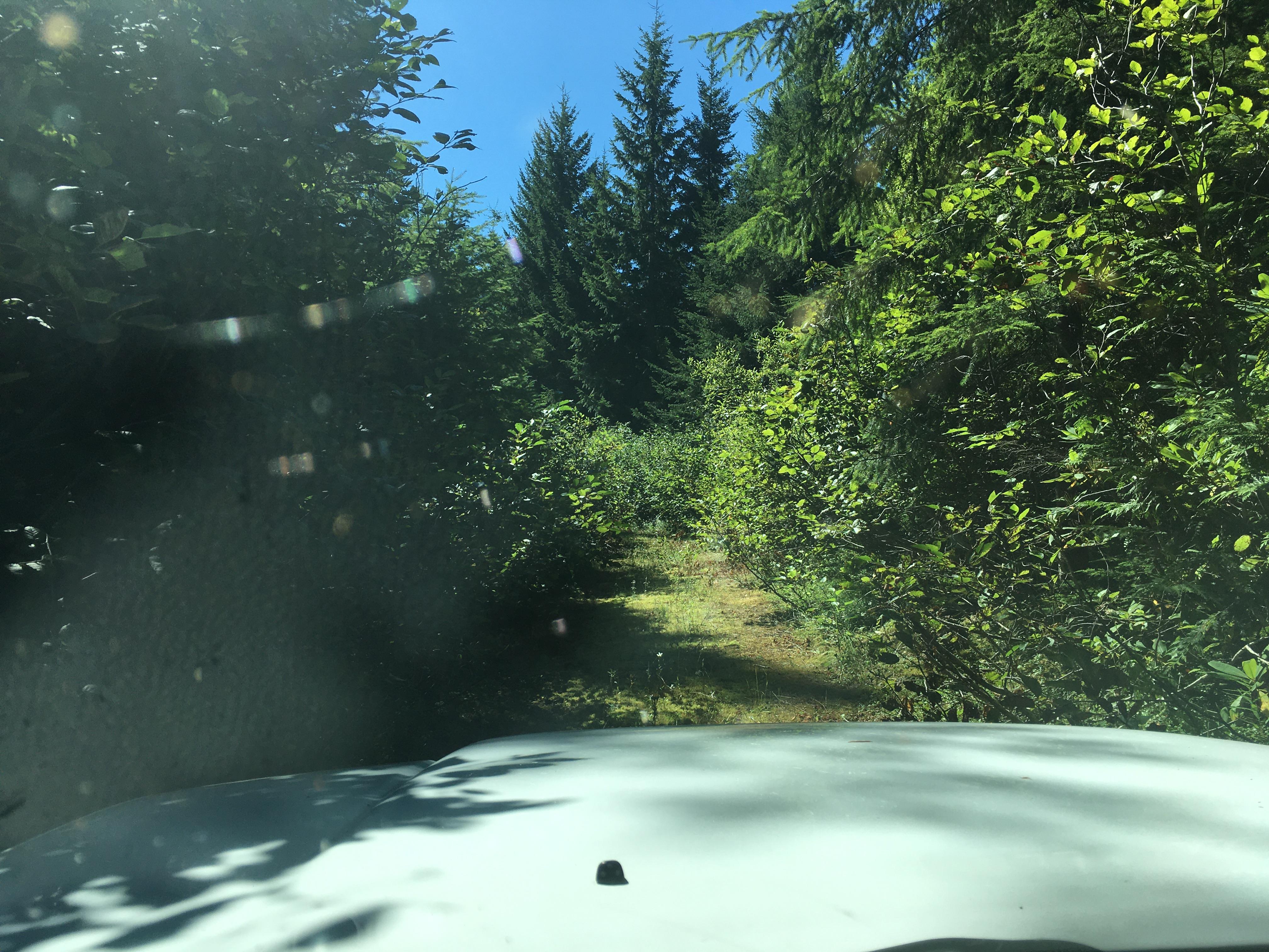 Tips for getting through overgrown trails without too much scratching? | Scrolller