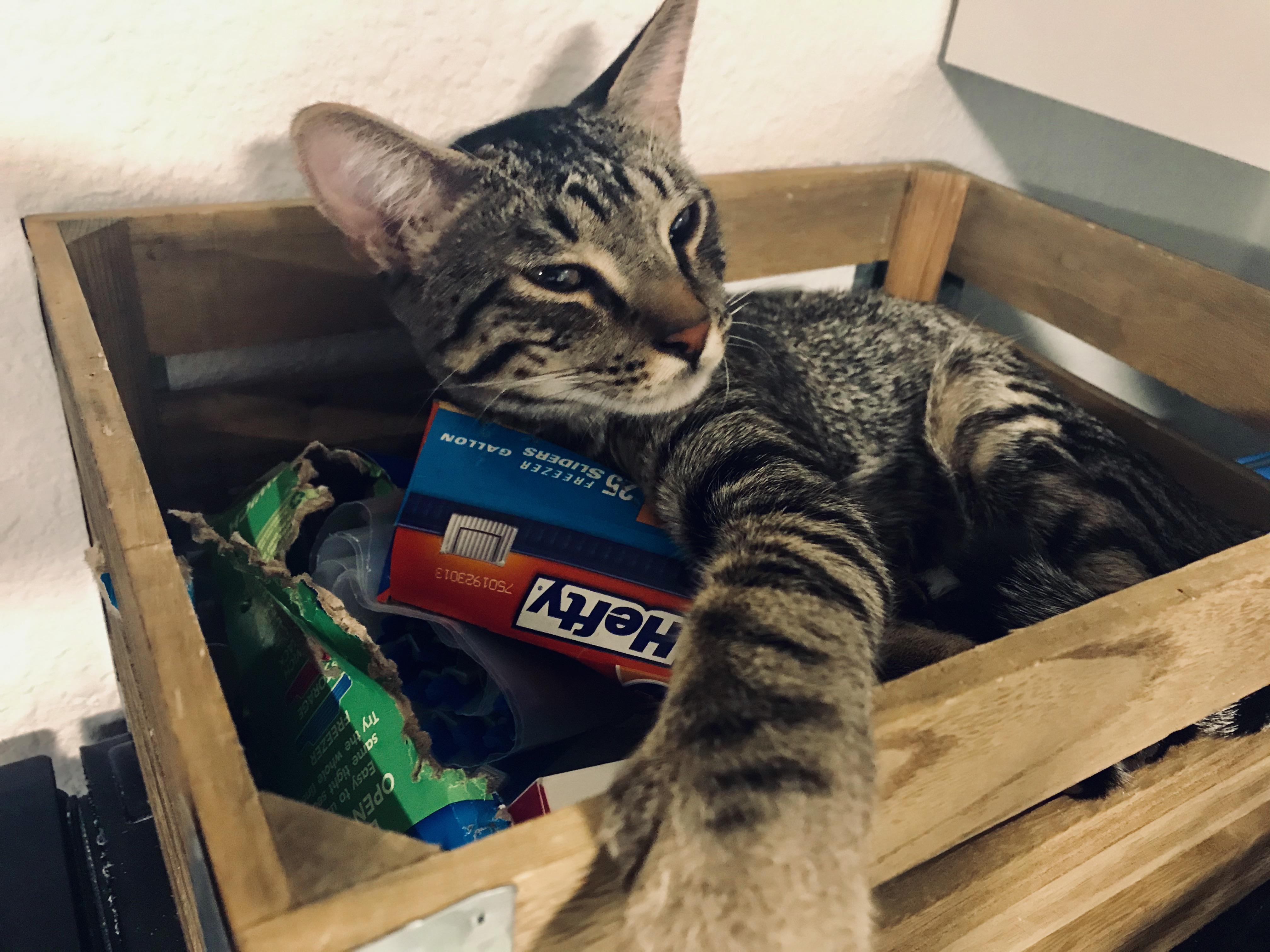 tips for keeping your cat fruit fresh | Scrolller