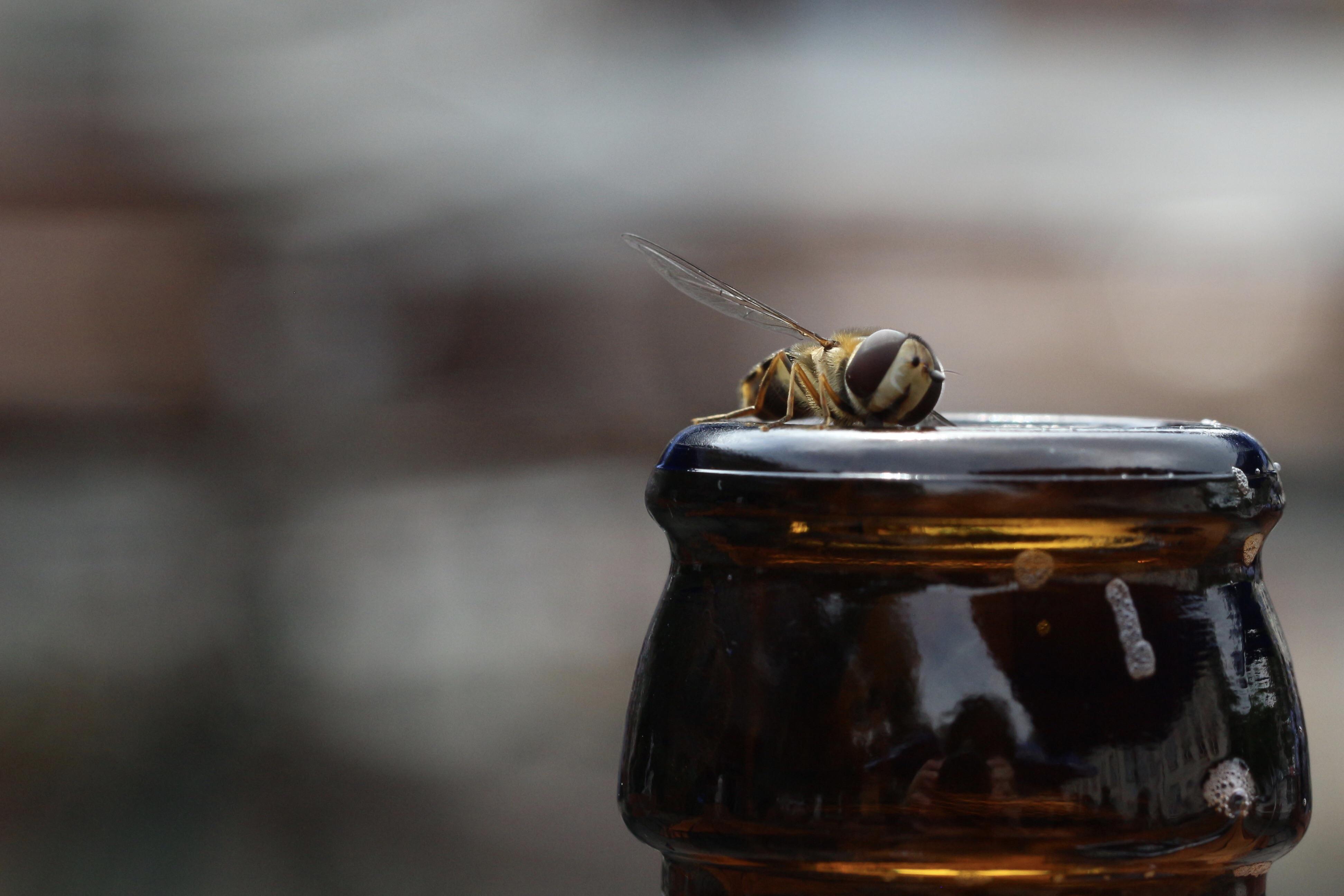 Tipsy hoverfly [OC] | Scrolller