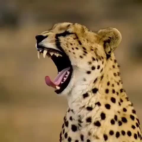 Tired Cheetah. | Scrolller