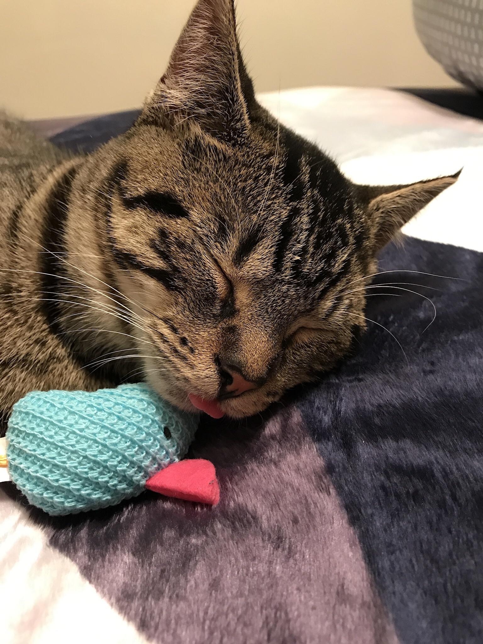 Tired from playing mlem | Scrolller