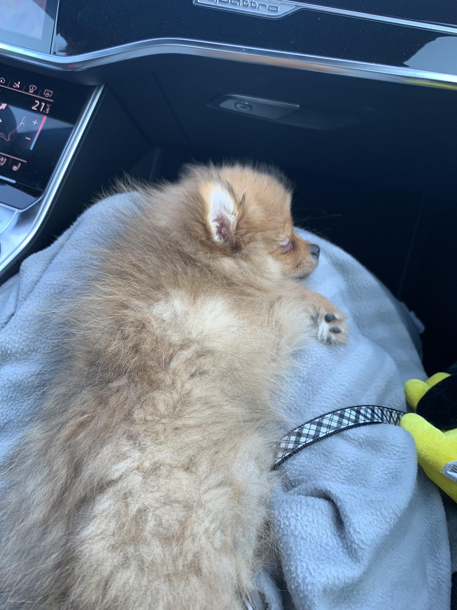 Tired little teddy bear | Scrolller