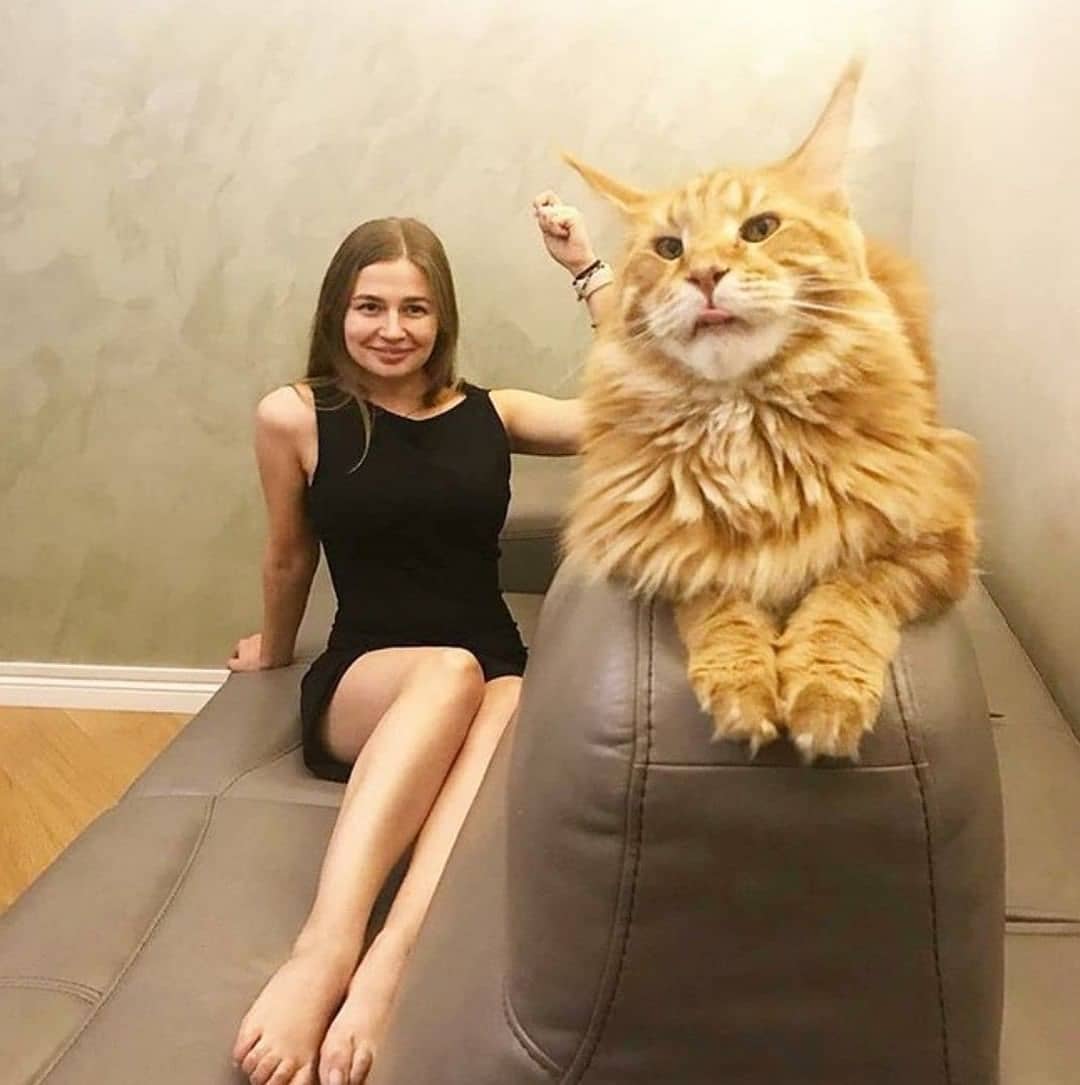 Tired of girls on instagram using forced perspective to make their pussies look bigger than they ...