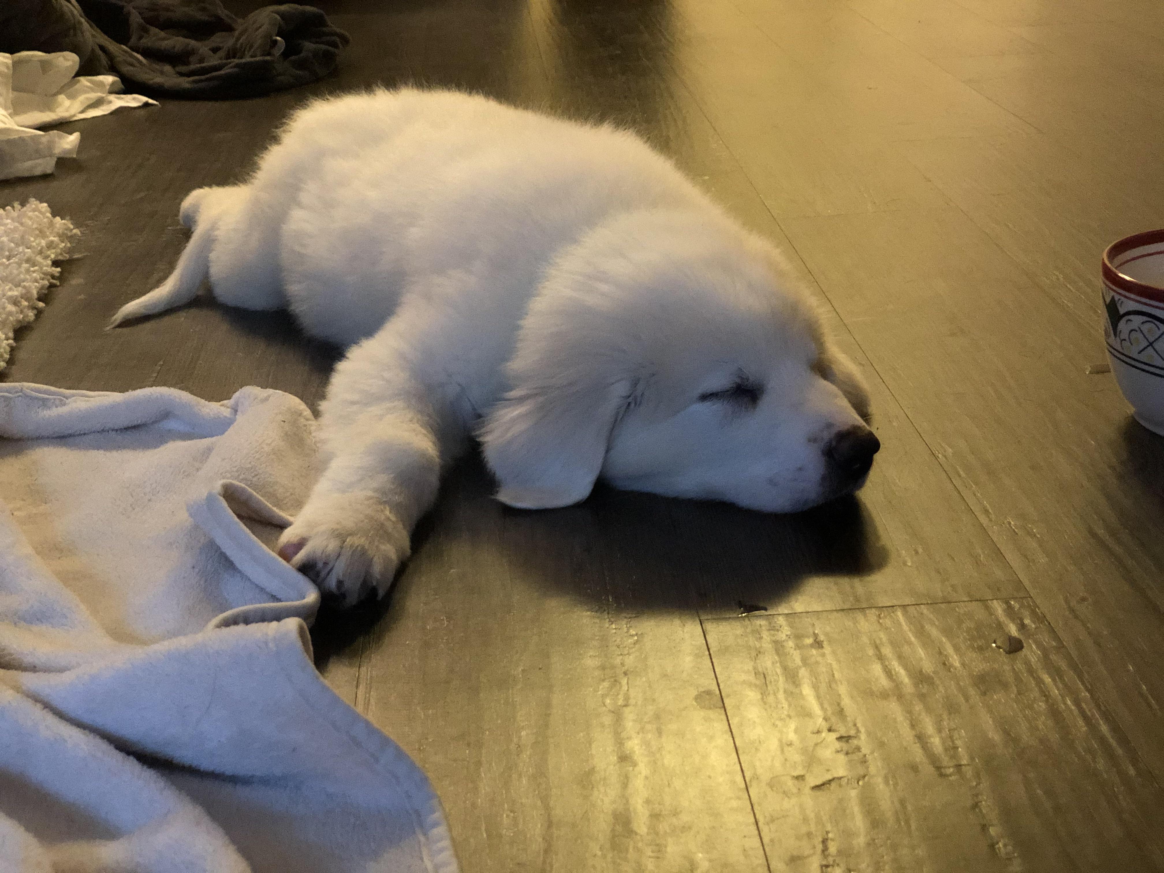 Tired Pup | Scrolller