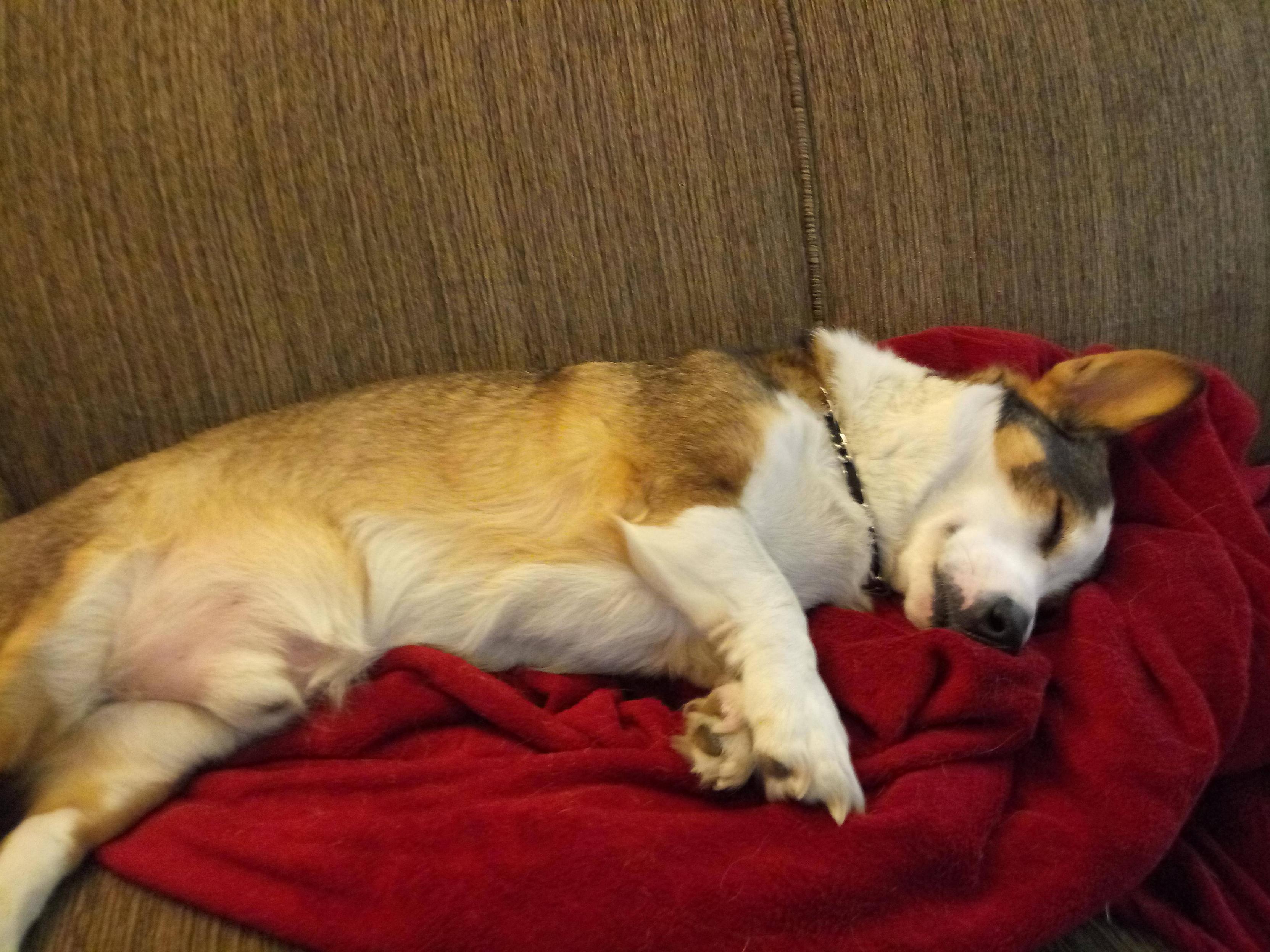 Tired Pupper | Scrolller