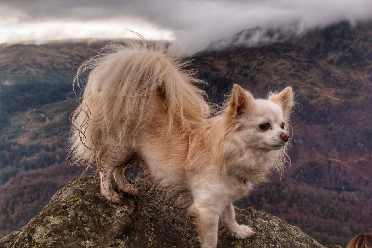 To all those who think she's "just a toy". Our triumphant chi after climbing 730meter high ...