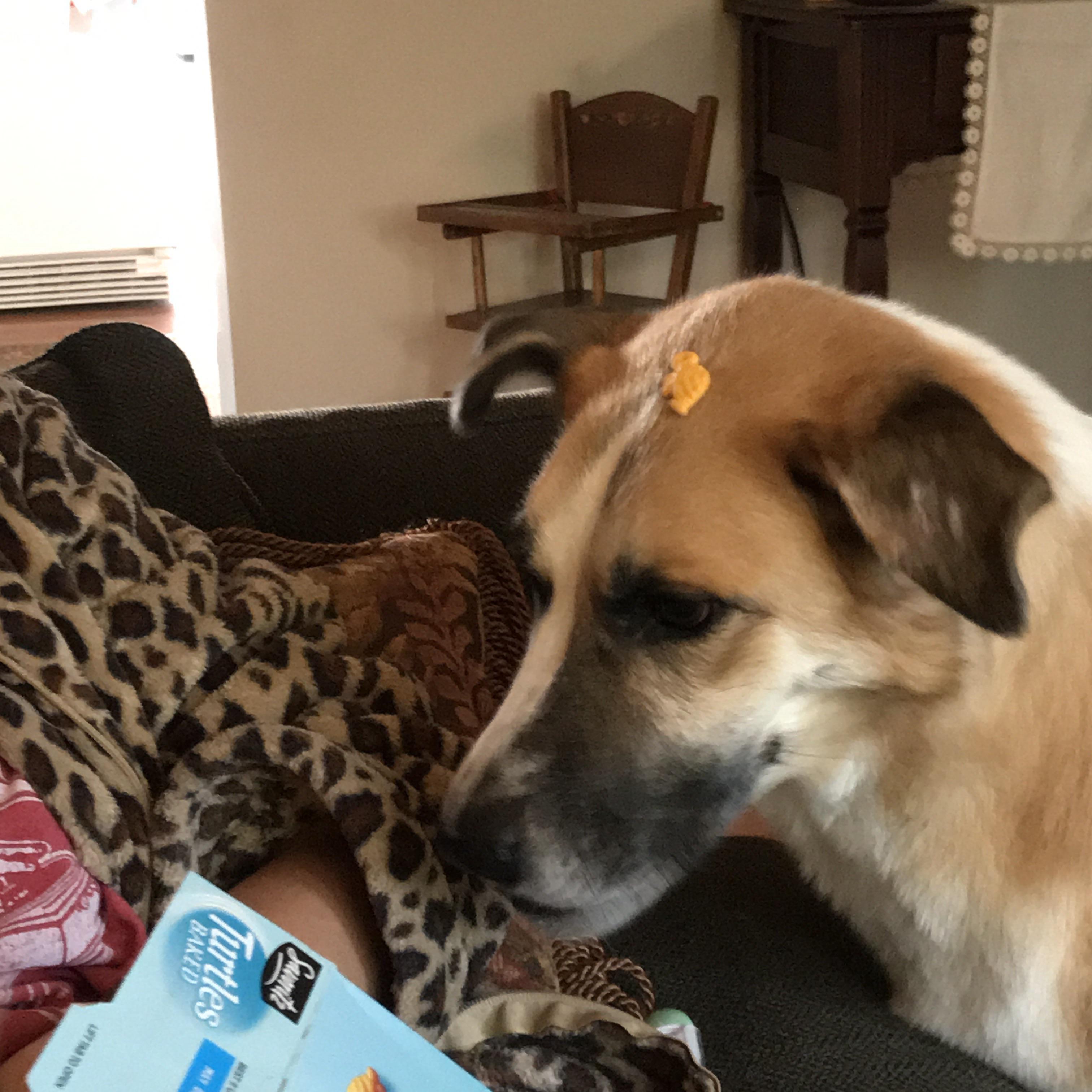 To catch the cheese cracker | Scrolller