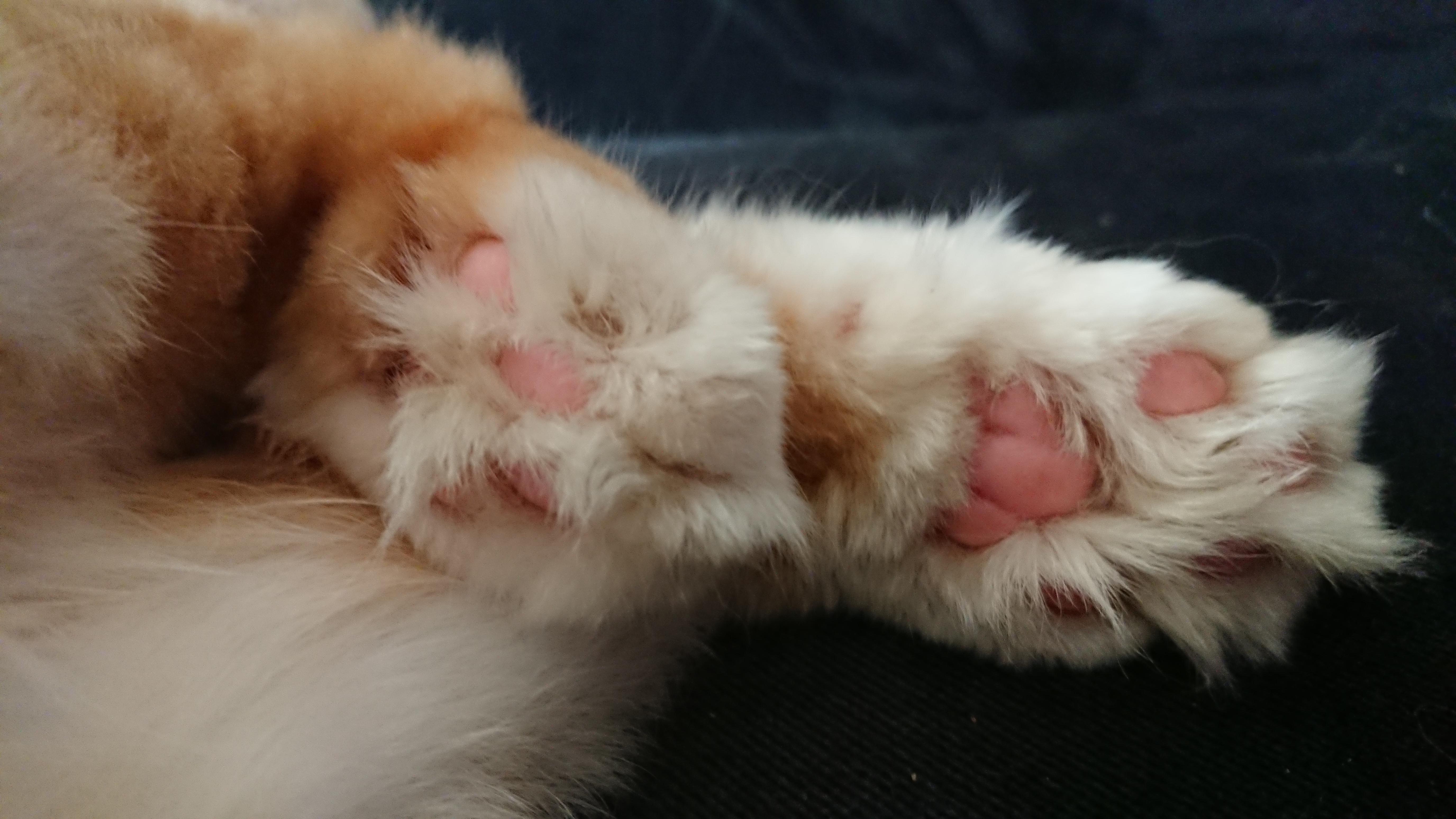 Toe beans of a busy boy | Scrolller