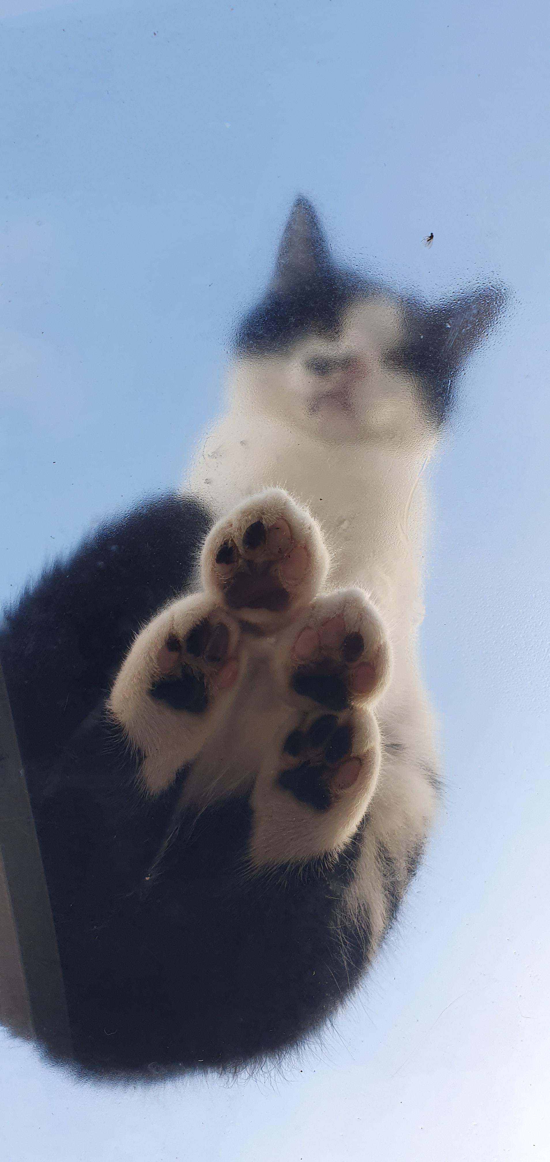 Toebeans through the glass. | Scrolller