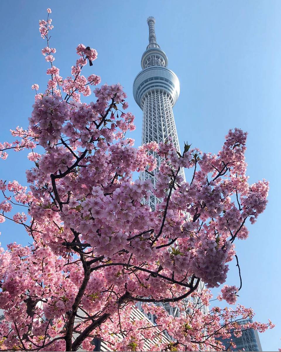 Tokyo Skytree- Spring 2019 | Scrolller