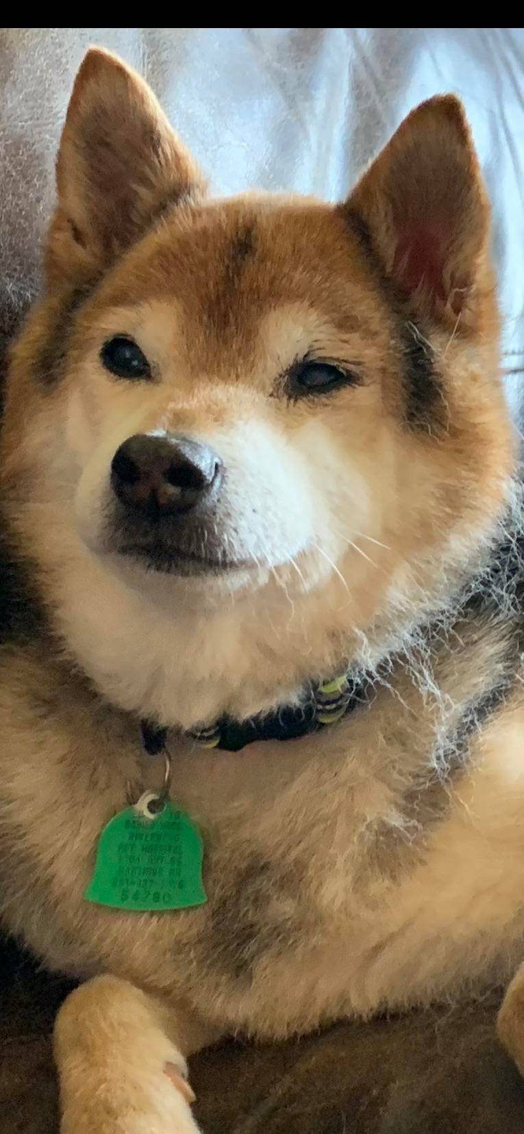 Tomorrow we say goodbye to the goodest boy. Almost 15 years old. | Scrolller
