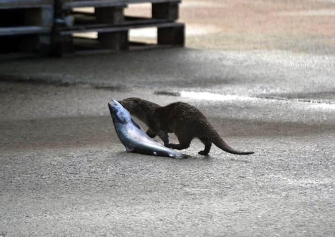 TONIGHT I FEAST! | Scrolller