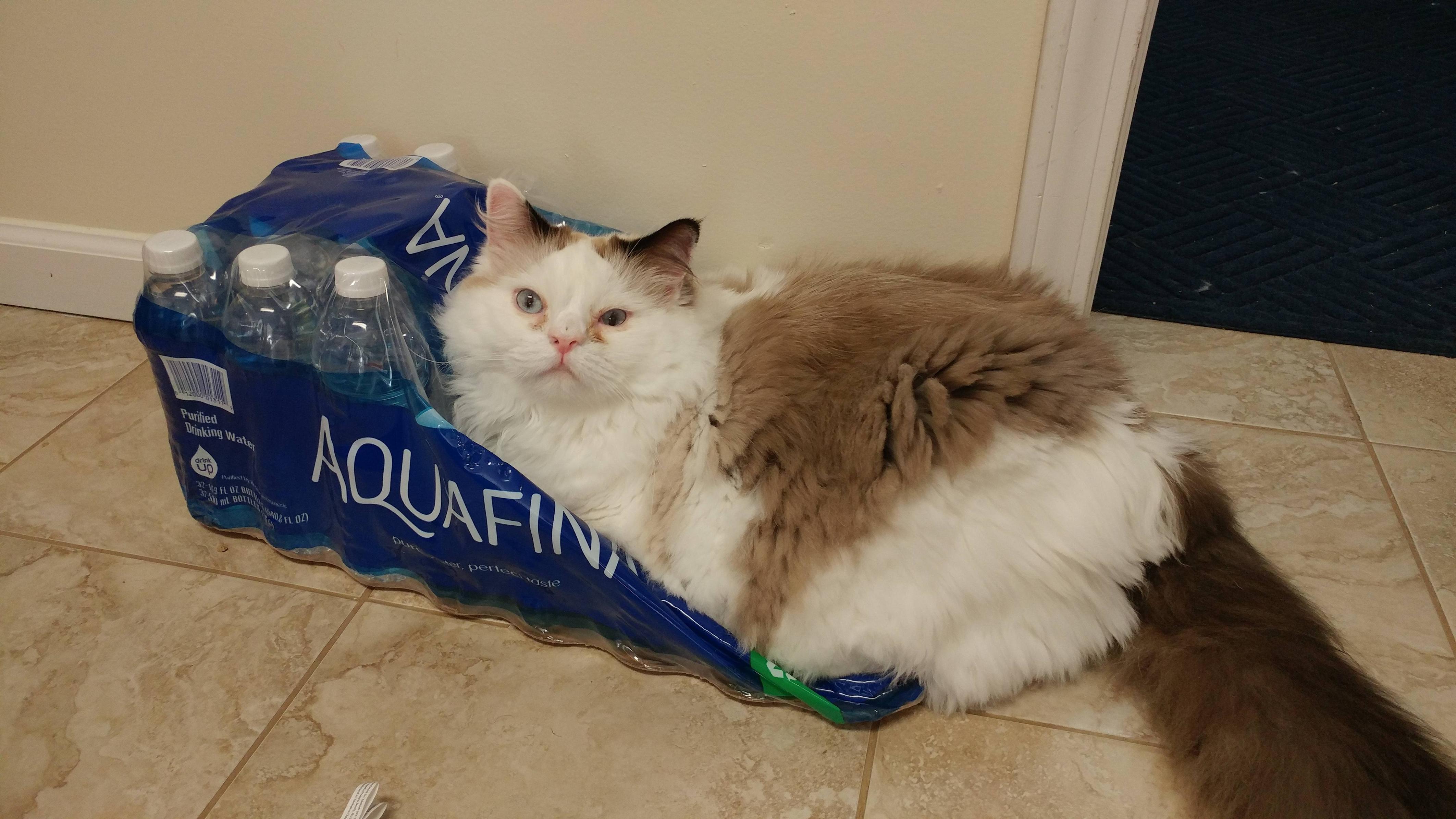 Too big and floofy to fit inside, so she just lays on it instead. | Scrolller