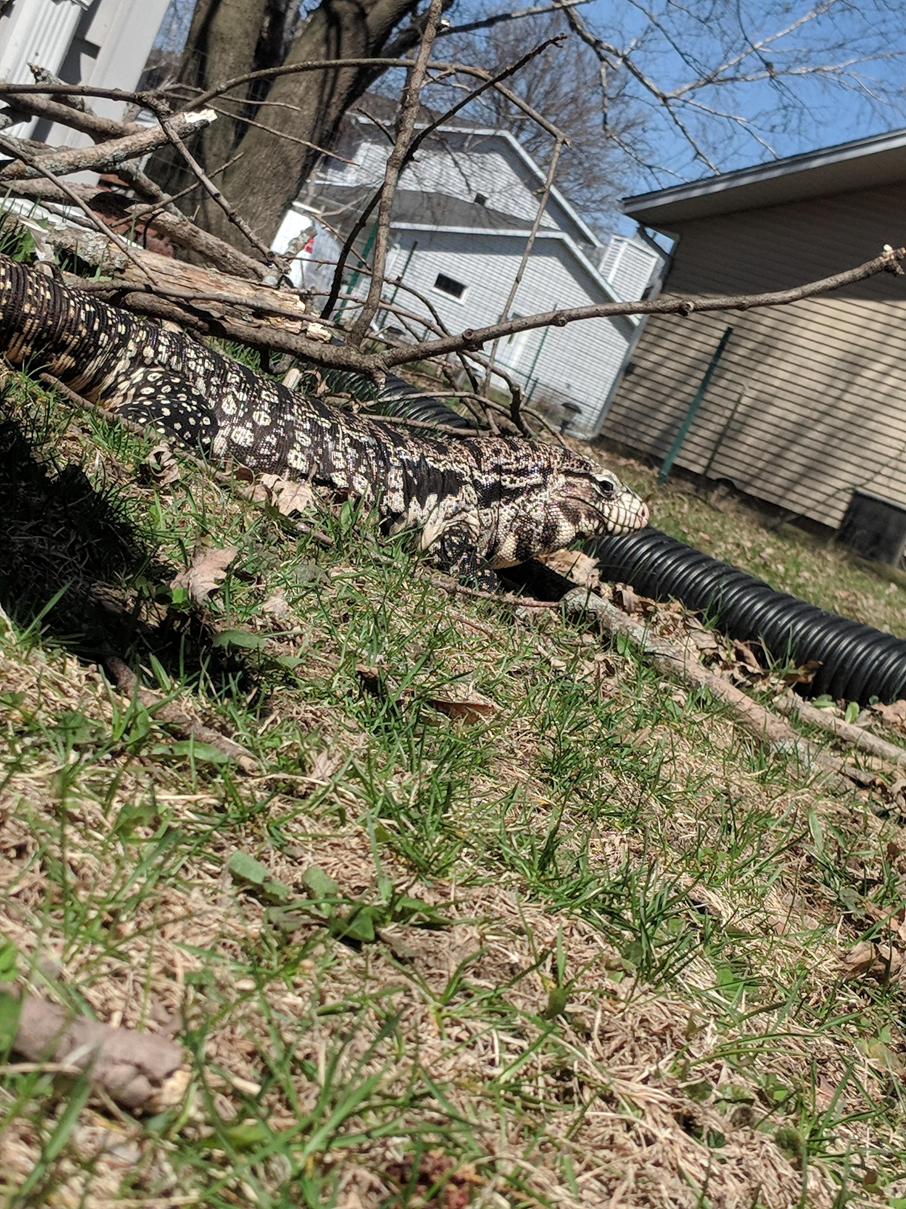 Took Bernie for a walk in the backyard today | Scrolller